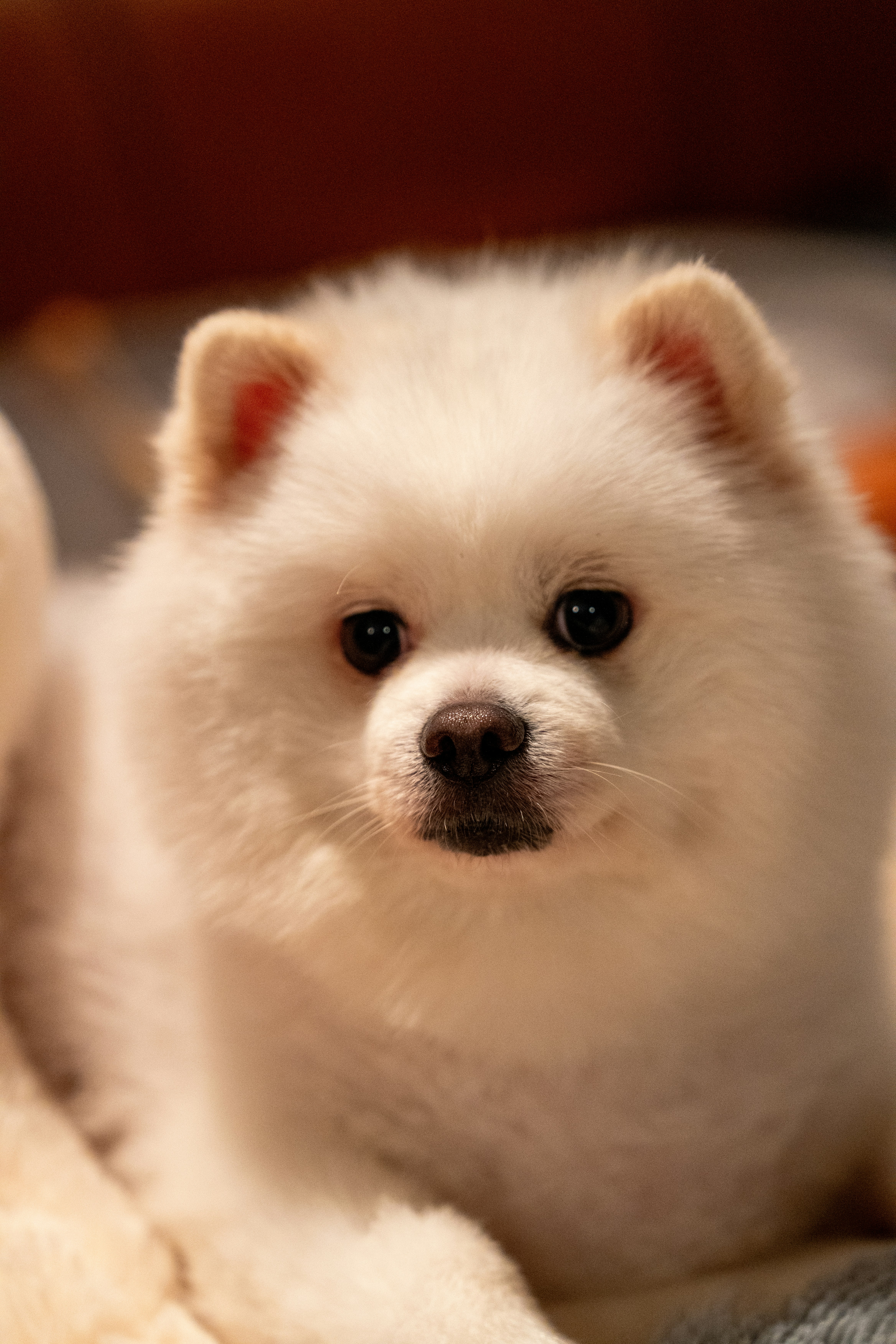 A fluffy white dog stares straight ahead.Thibault Lam Tran