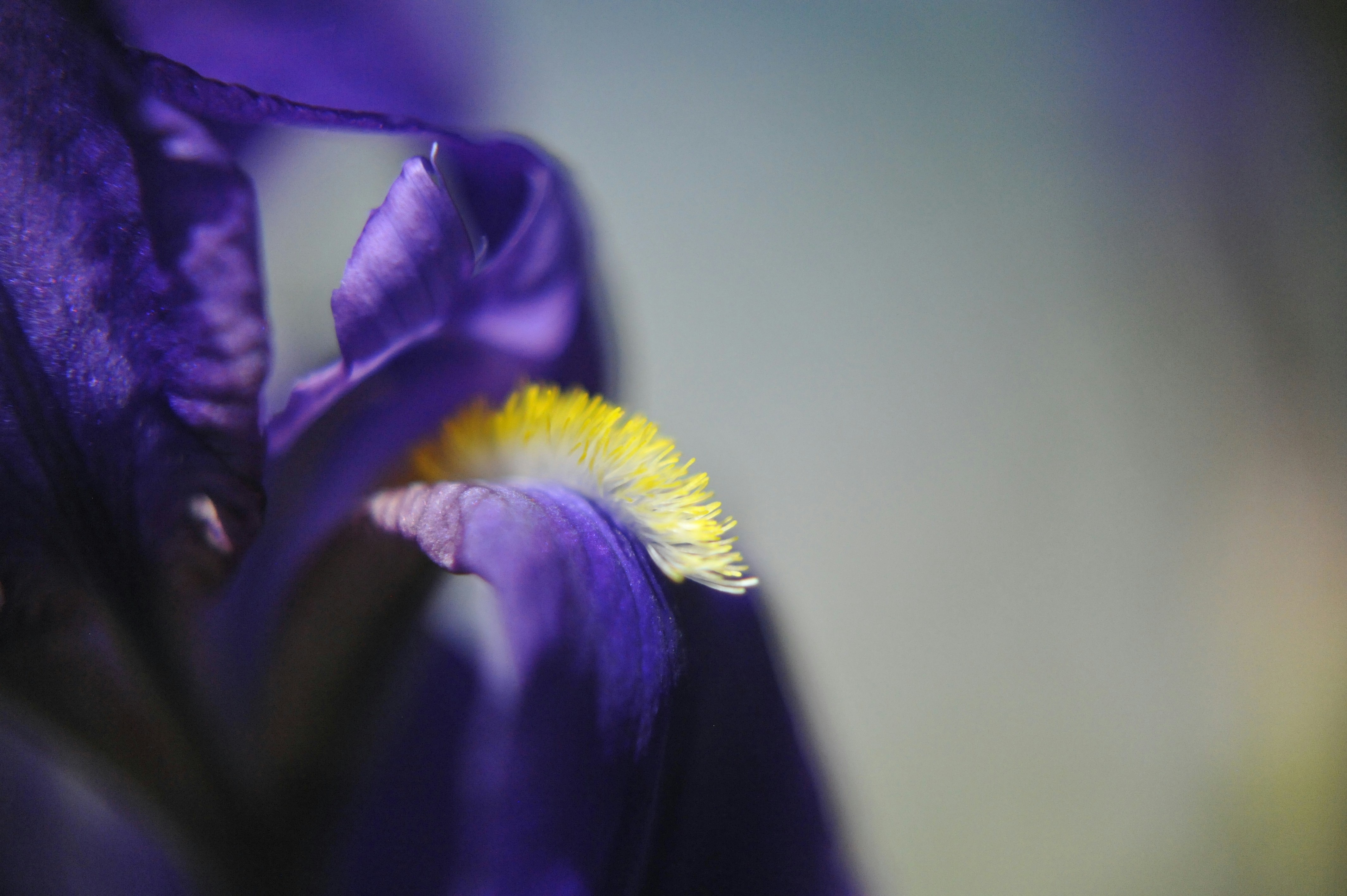 A close-up shot of a purple iris flower.