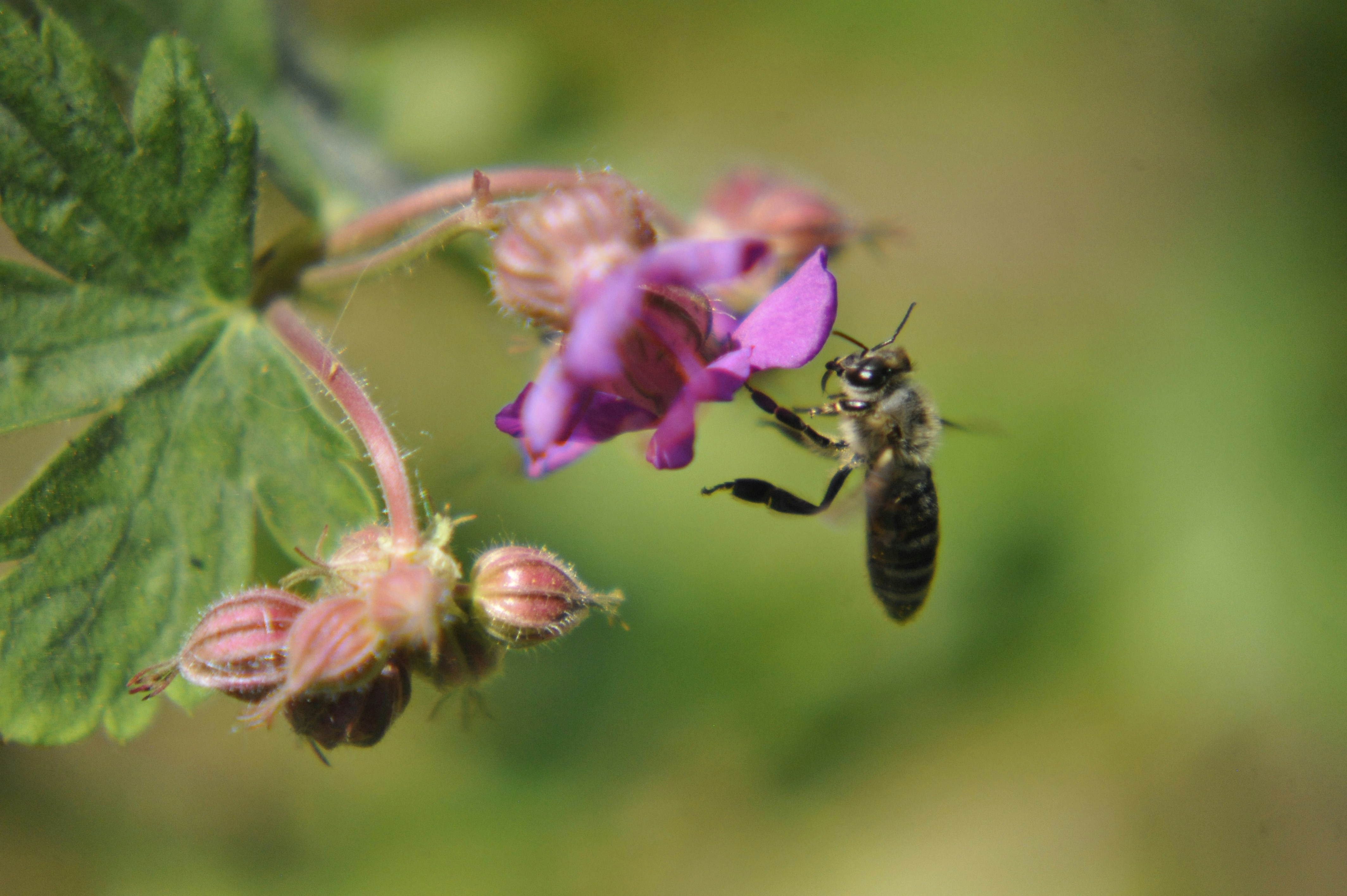 A bee approaches a purple flower.