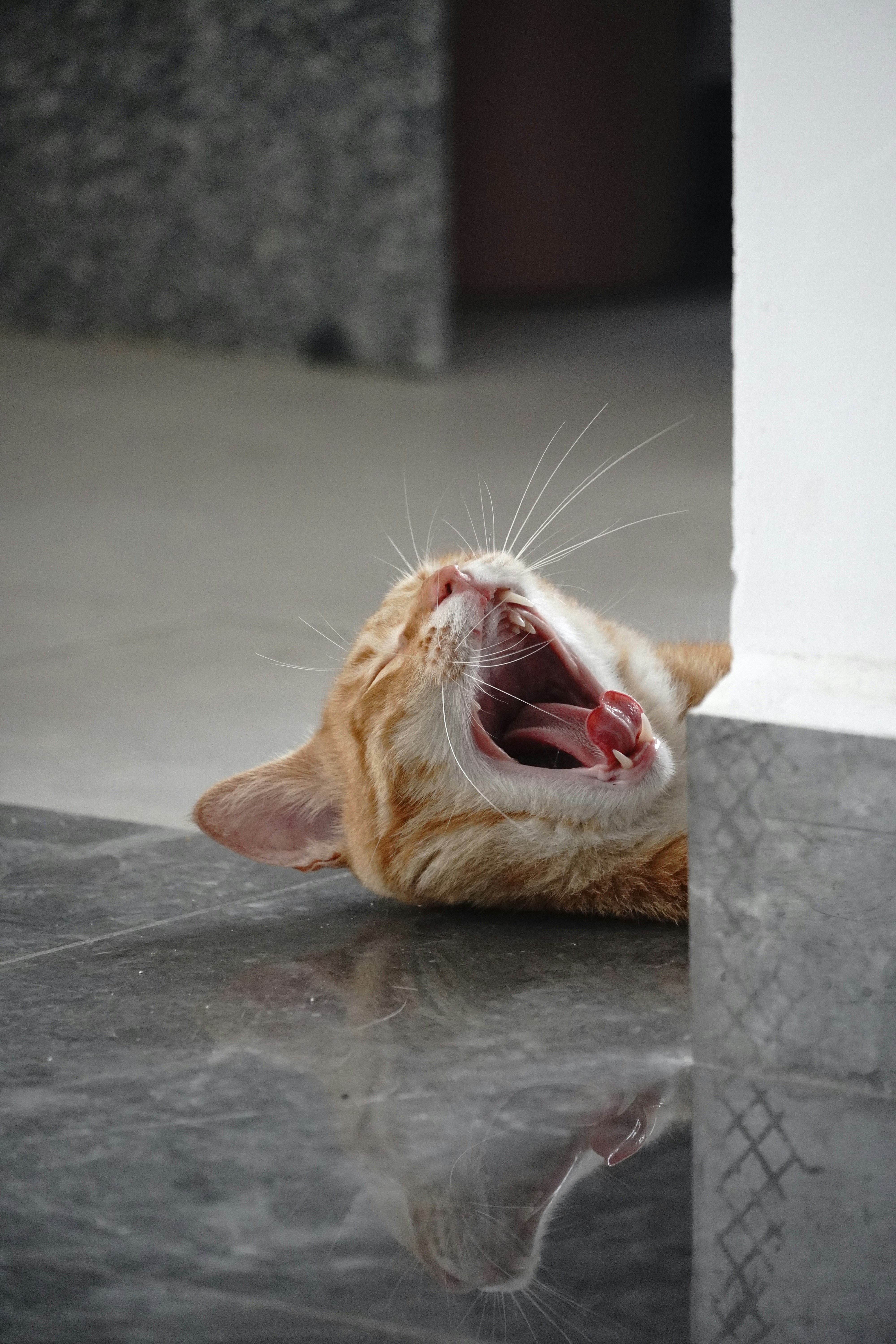 Orange Cat photo shot on Sony Alpha 6400