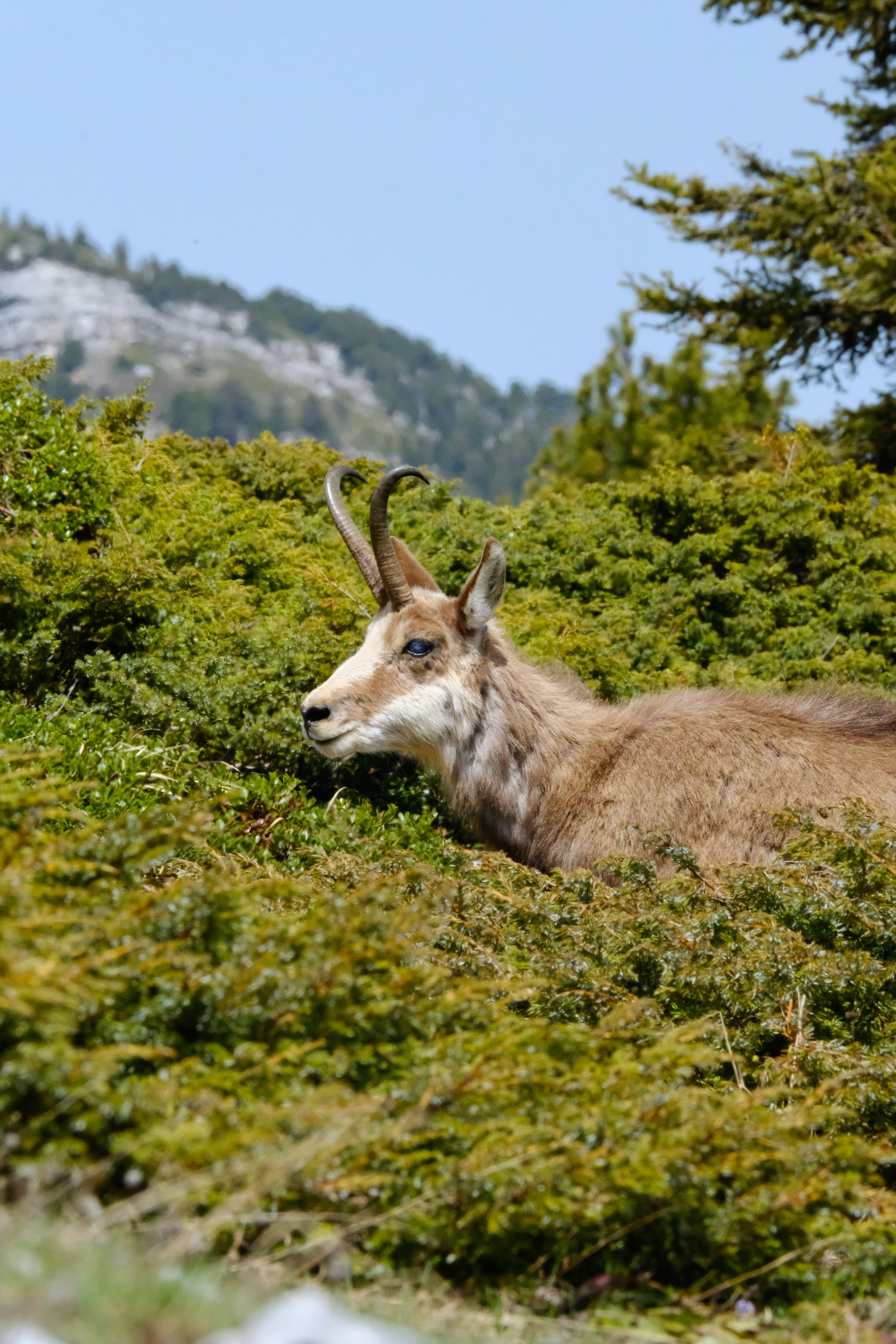 Alpine Ibex Portrait: sunlit profile through dense shrubland