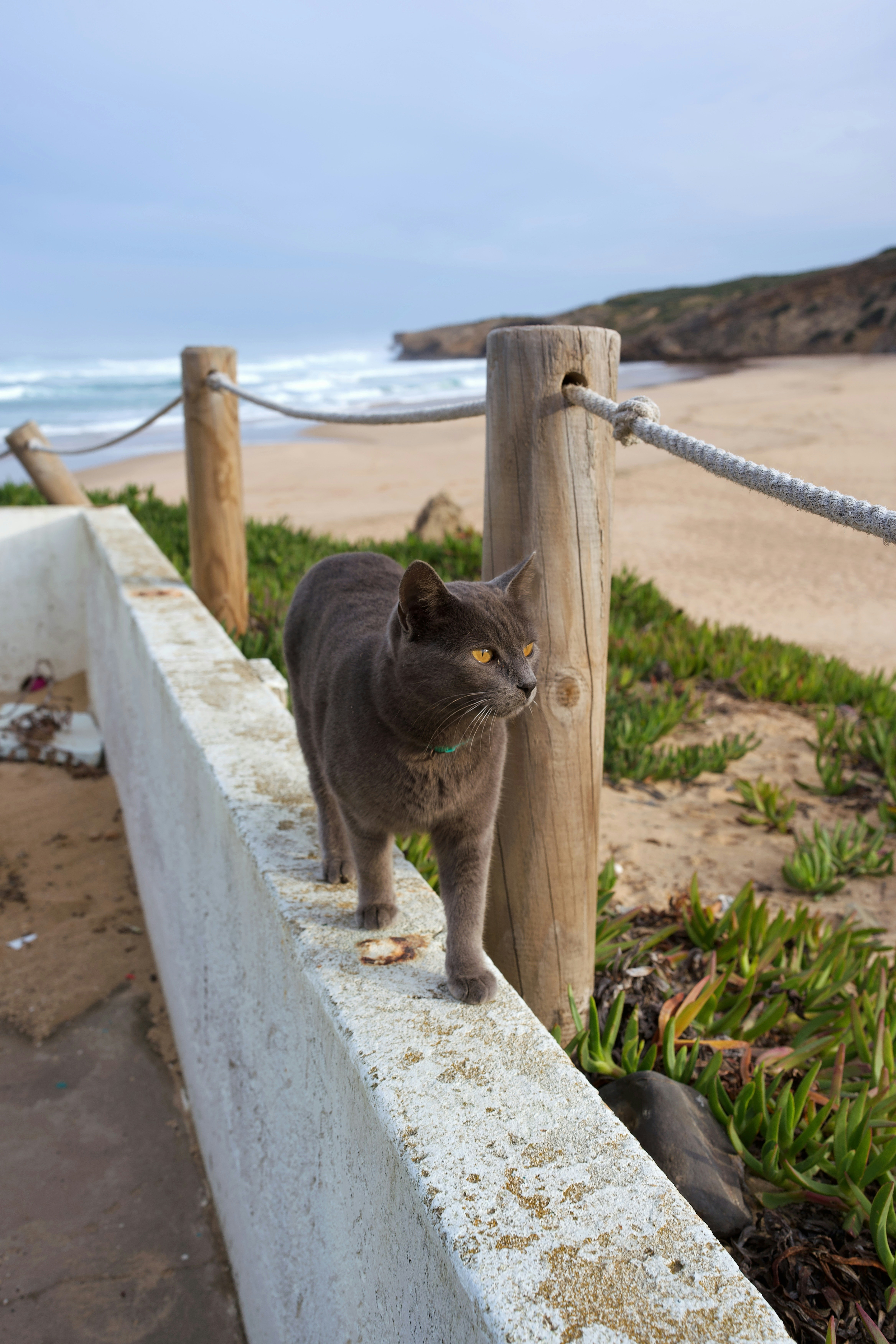 Coastal Gray: a curious cat balances along a weathered seaside railing