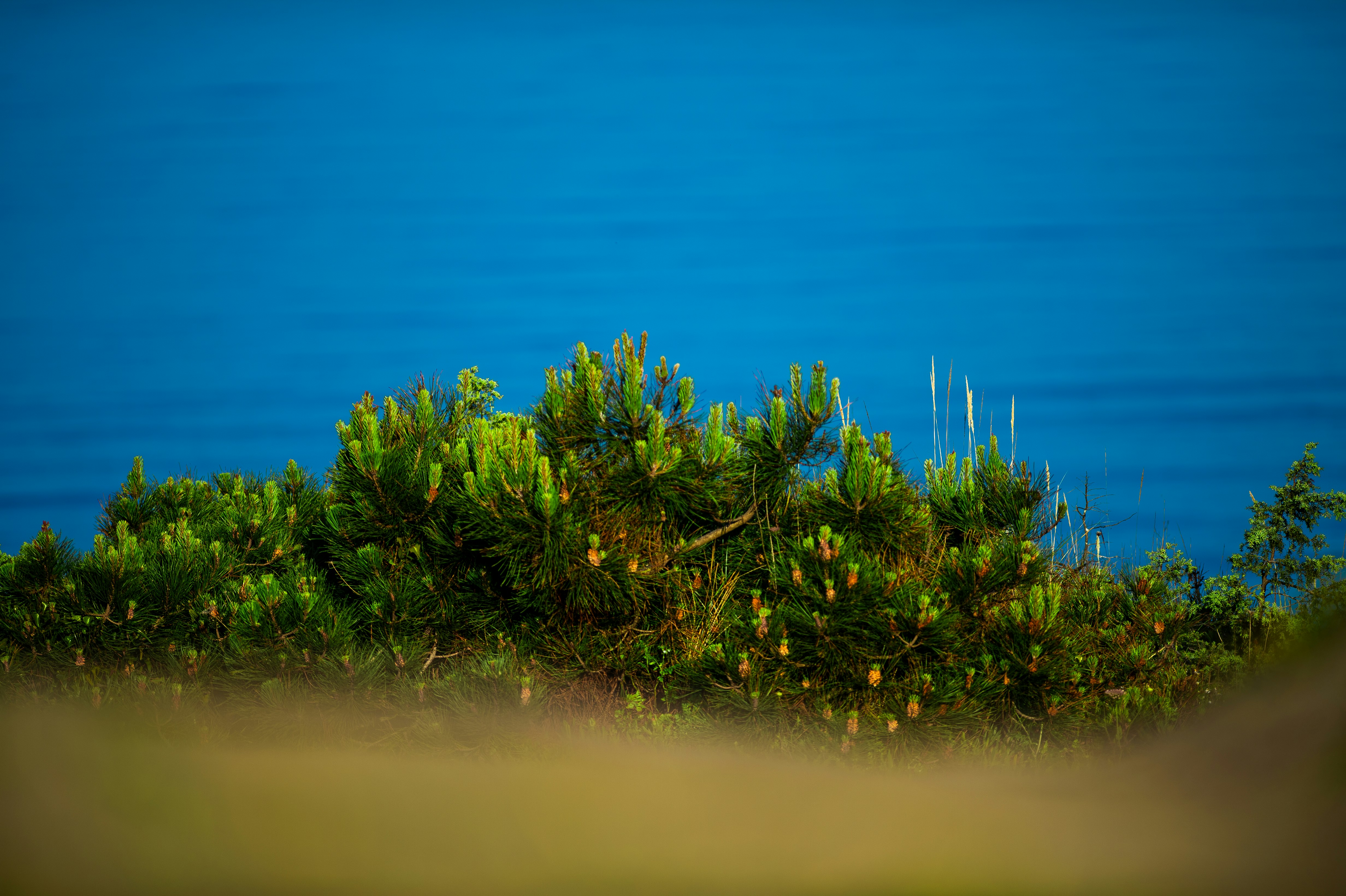 Verdant Coastal Hedge Framed by a Quiet Cerulean Sea