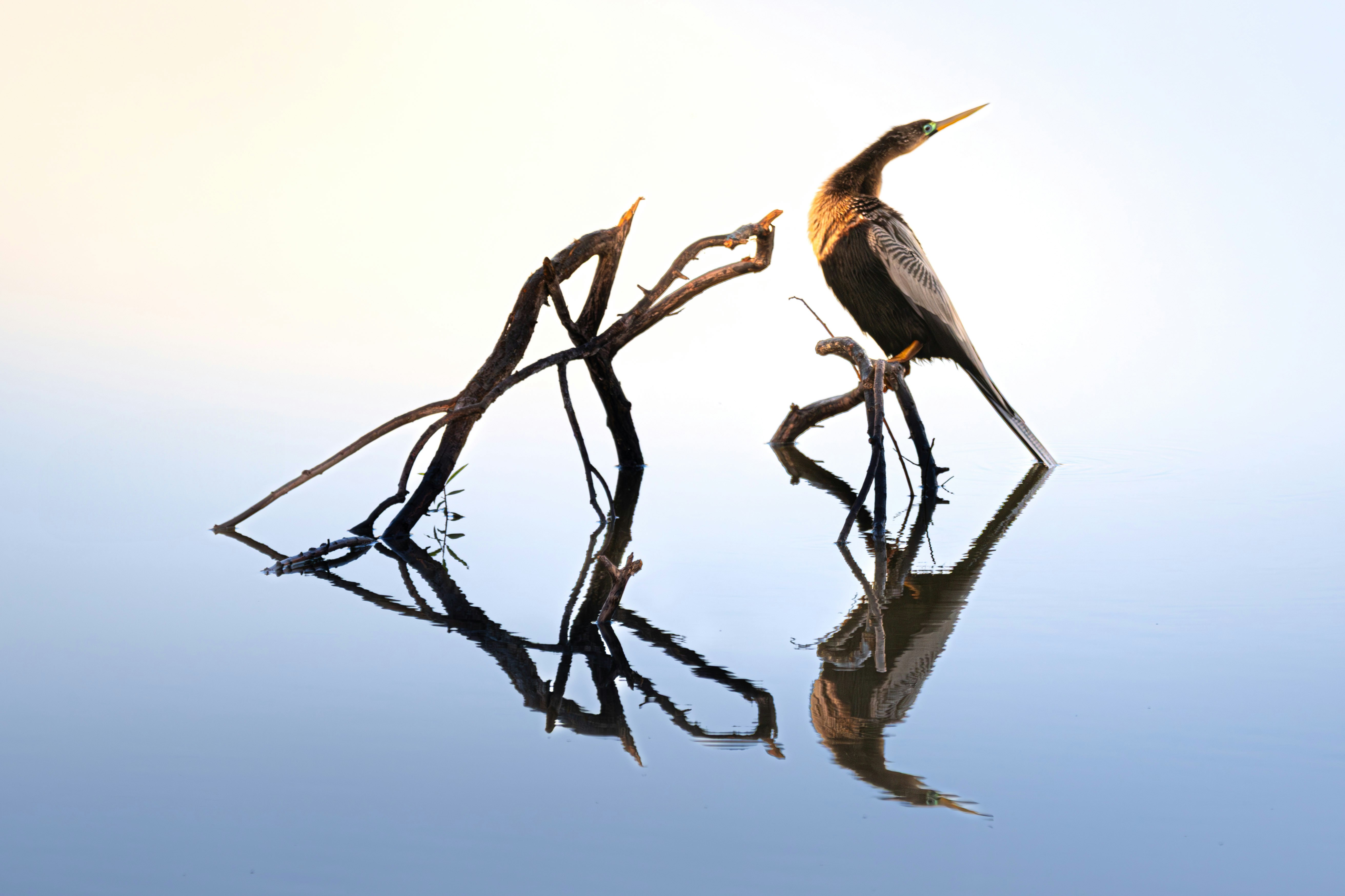 Perched on Glass: A Heron's Quiet Balance