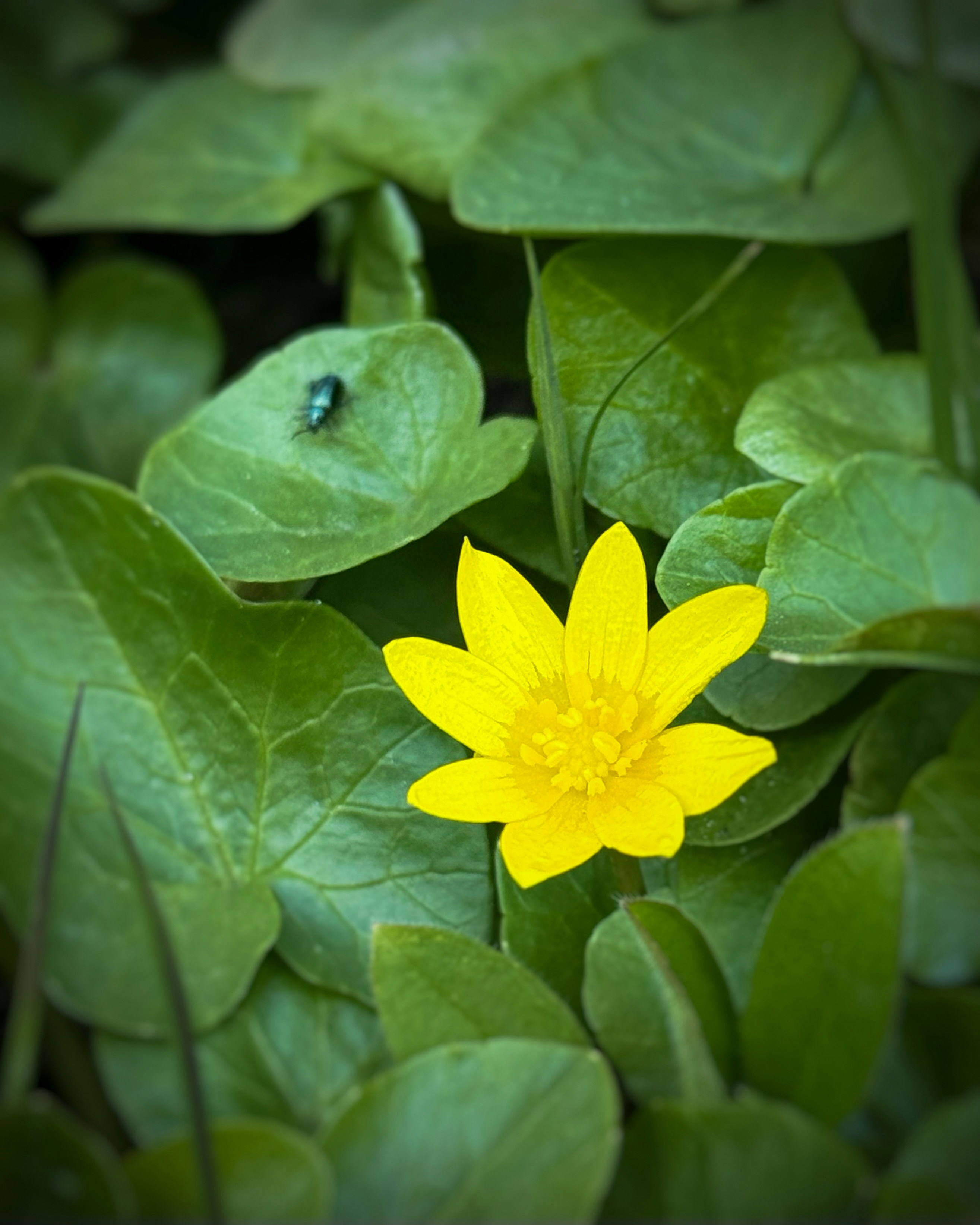 Sunlit Yellow Bloom Among Emerald Leaves, with a Tiny Blue Visitor
