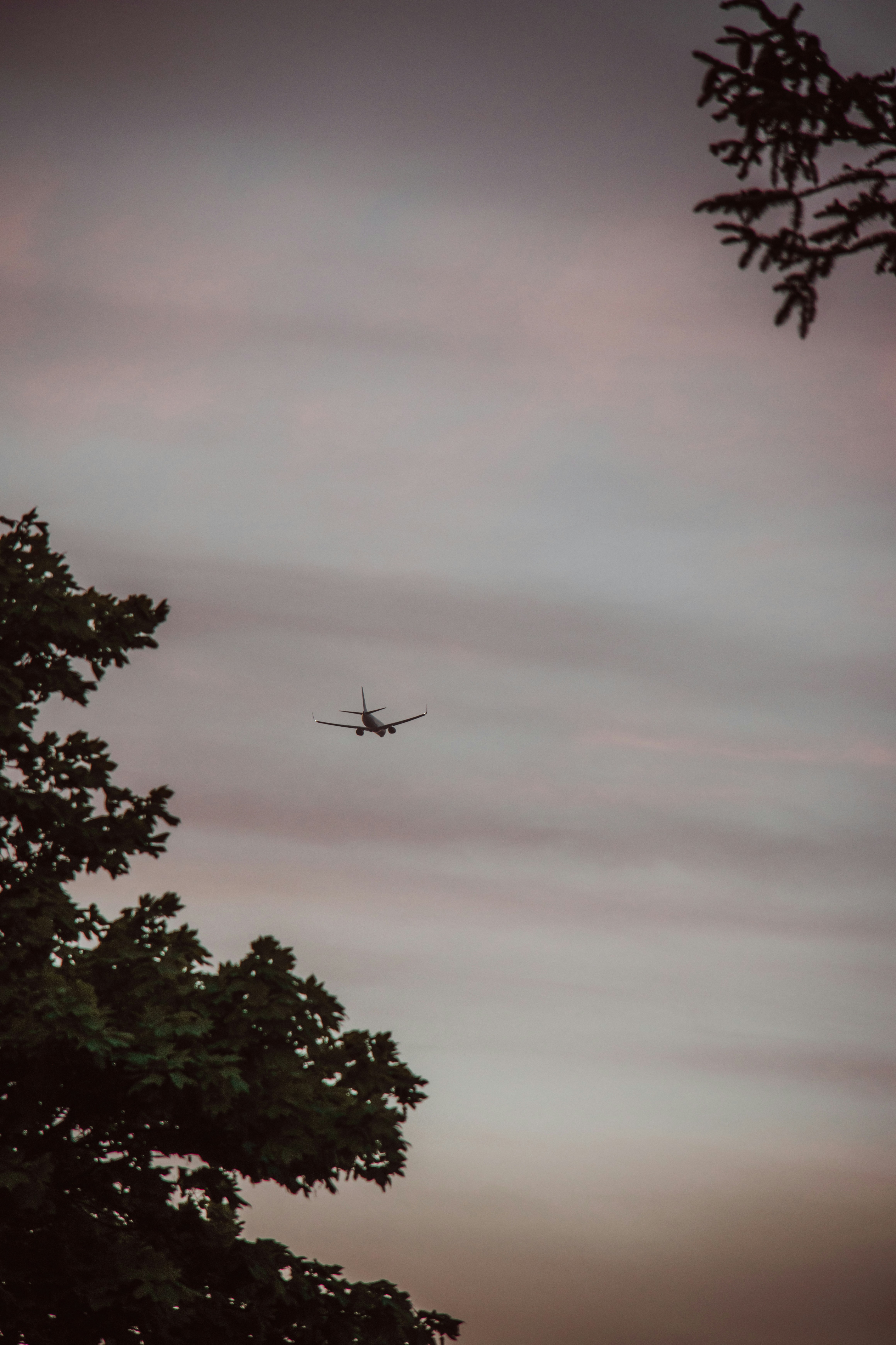 Mid-Flight Silhouette: A Quiet Descent Through Dusk