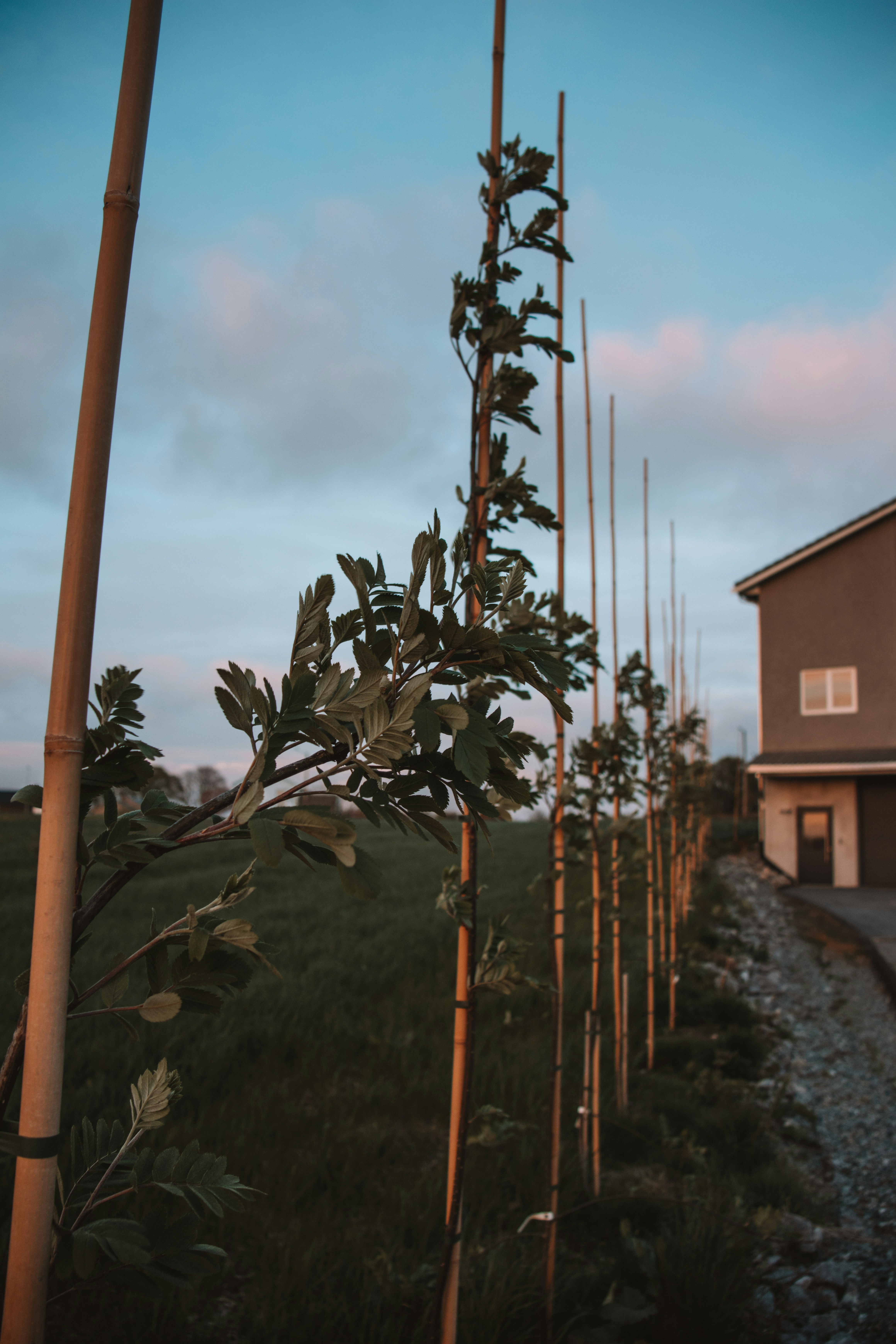 Newly planted trees with support stand in a field. photo – Free Image ...