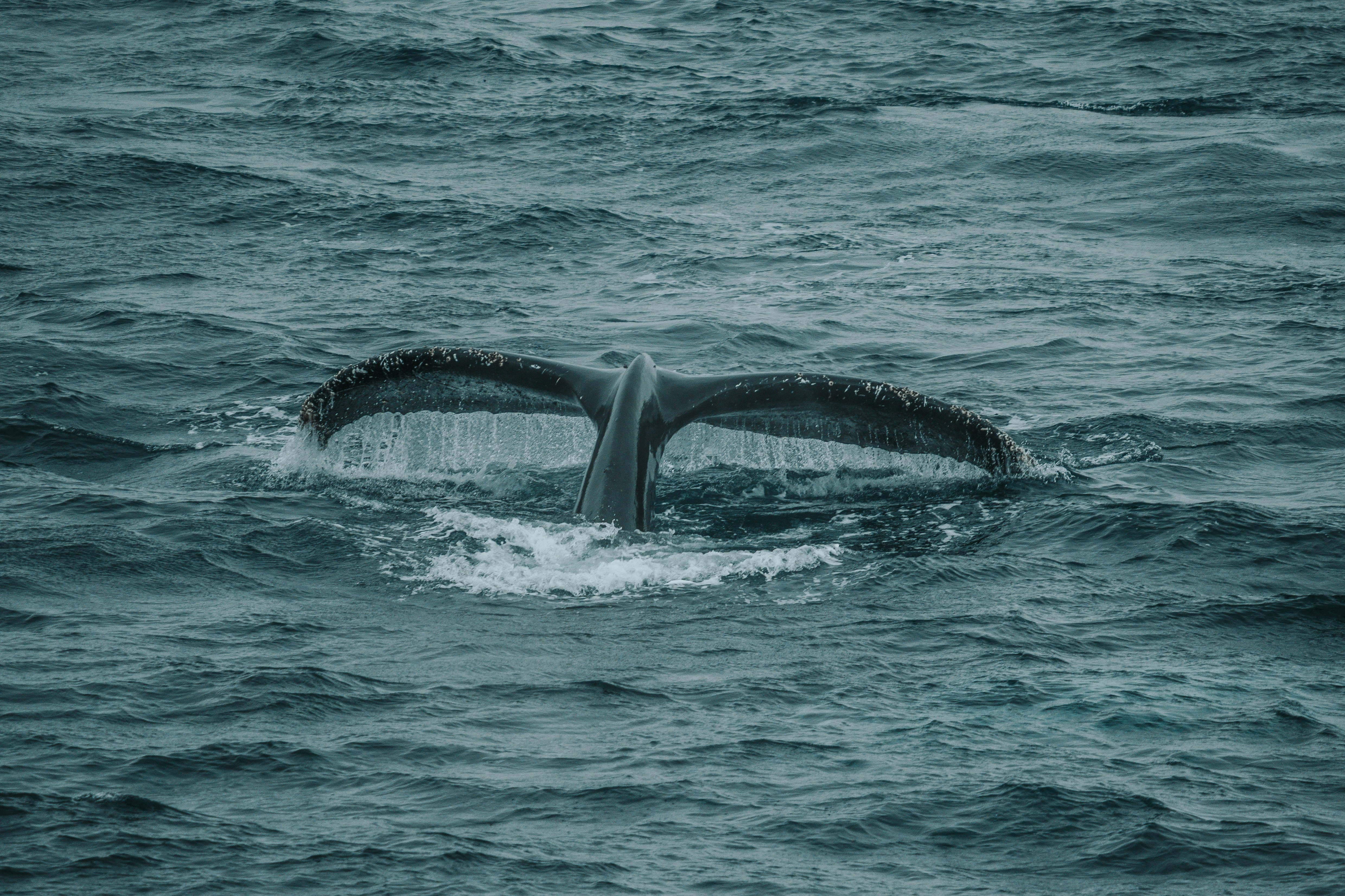 A whale's tail emerges from the ocean's surface. photo – Free ...