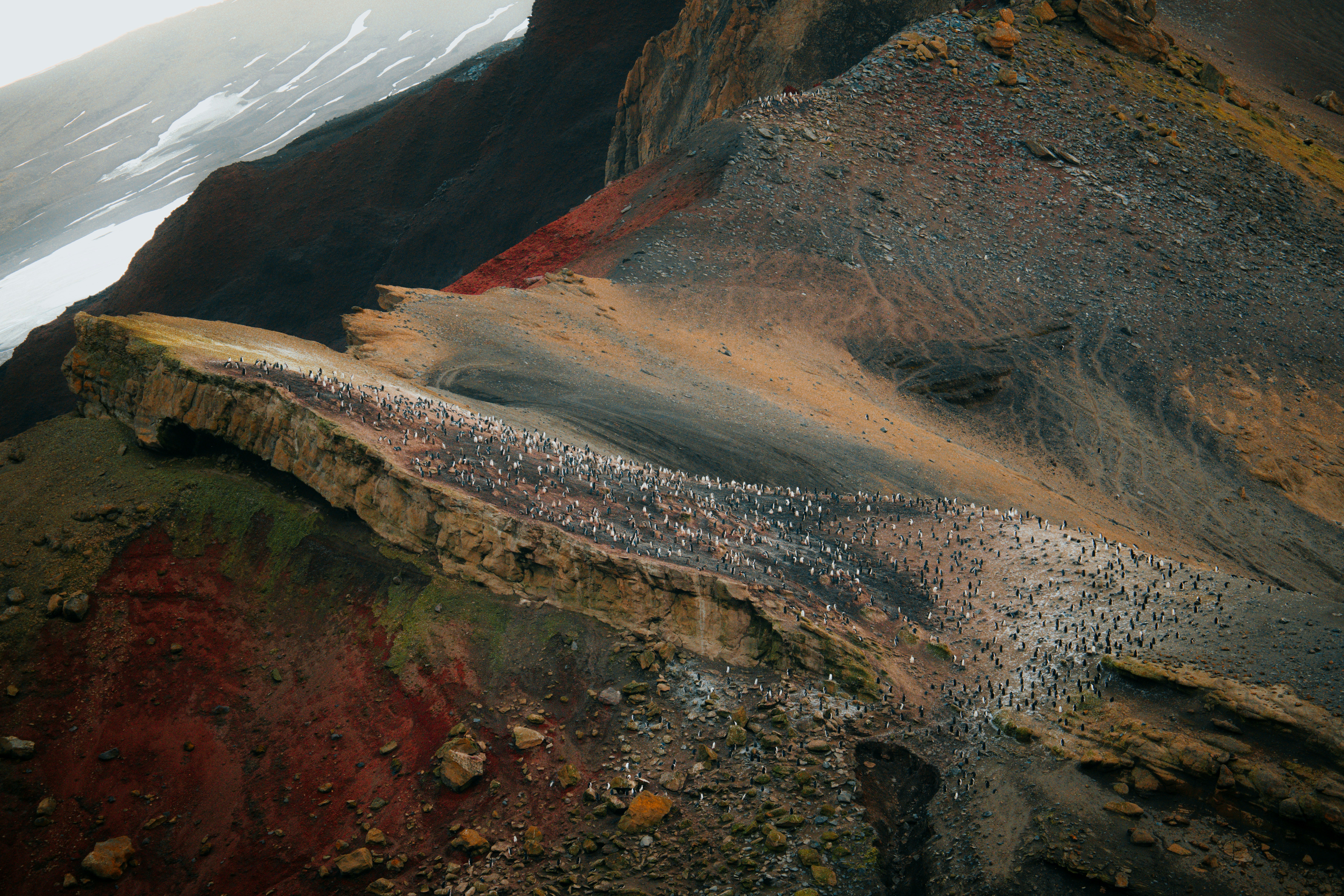 Birds perch on a colorful rocky slope. photo – Free Antarctica Image on ...