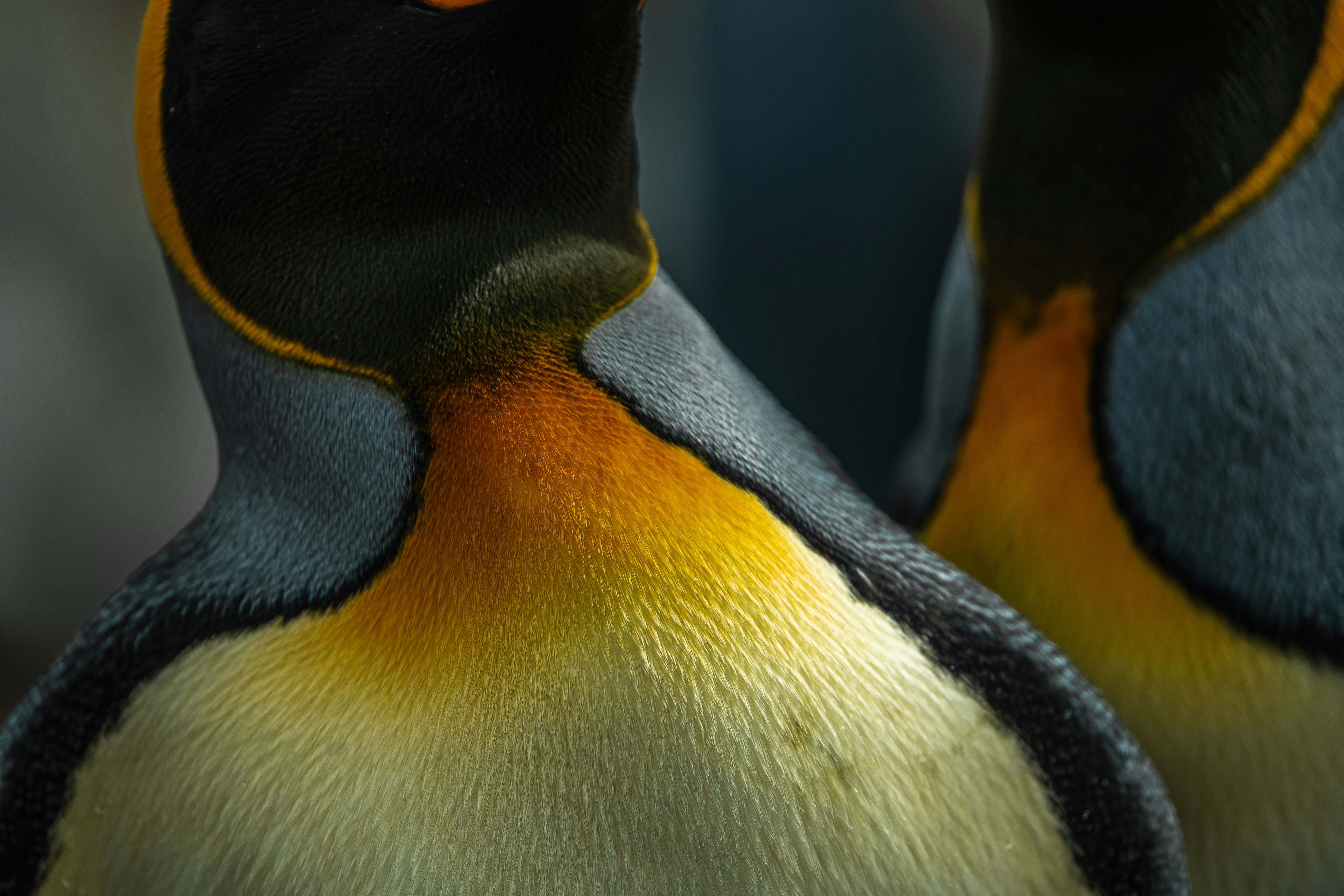 Velvet Neck Duo: Close-Up Portrait of Penguin Plumage