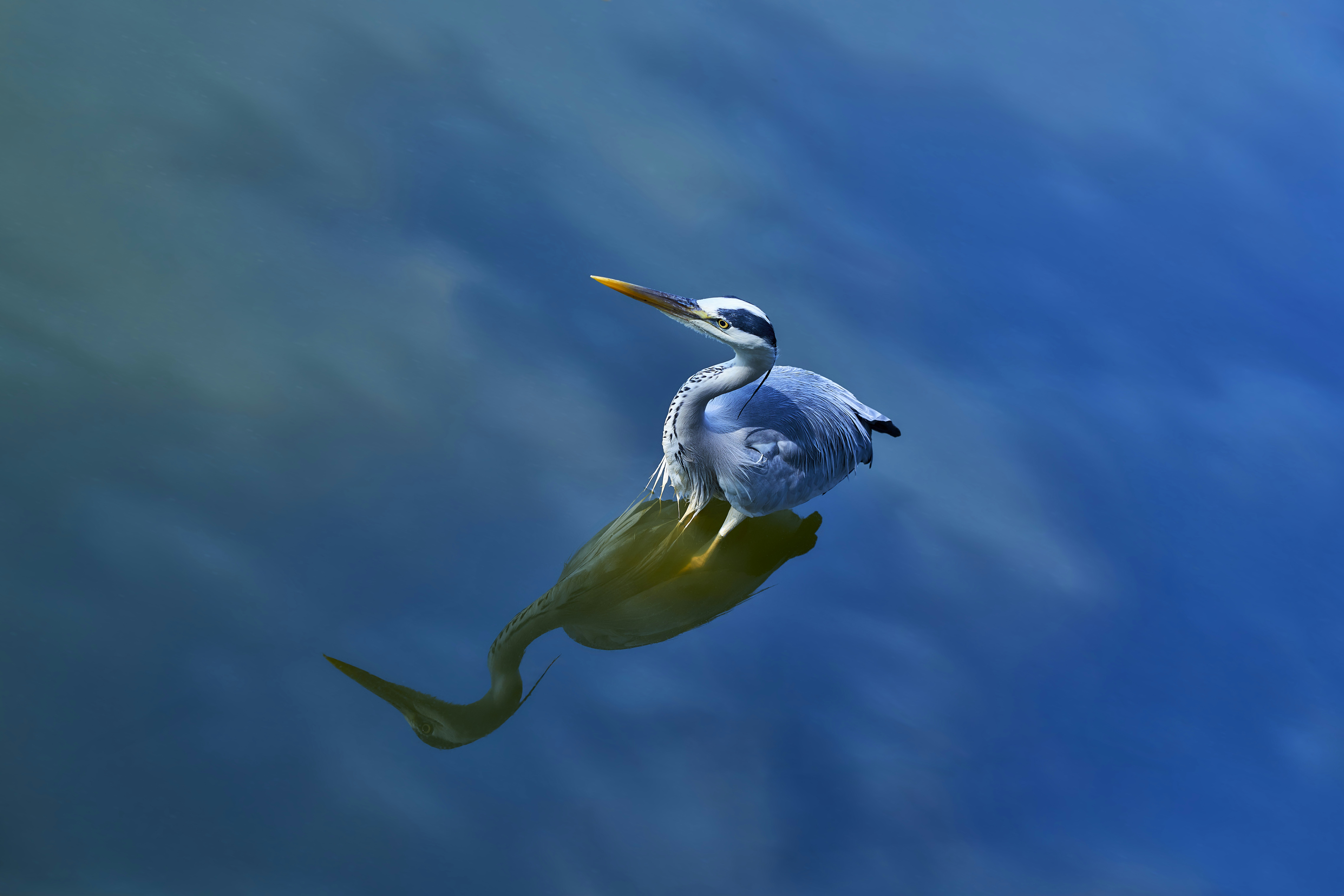 Azure Glide: A Grey Heron Slicing Through Sapphire Reflections