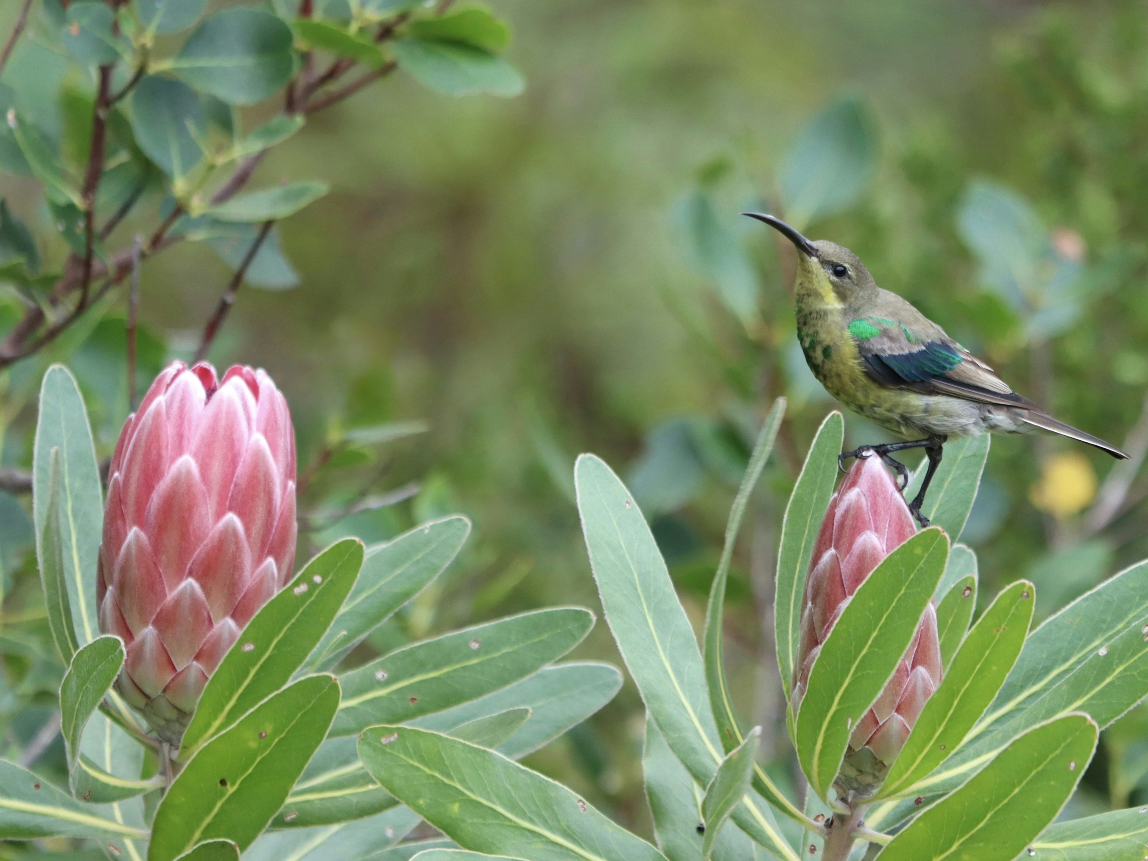 Hummingbird on a Pink Protea Crown