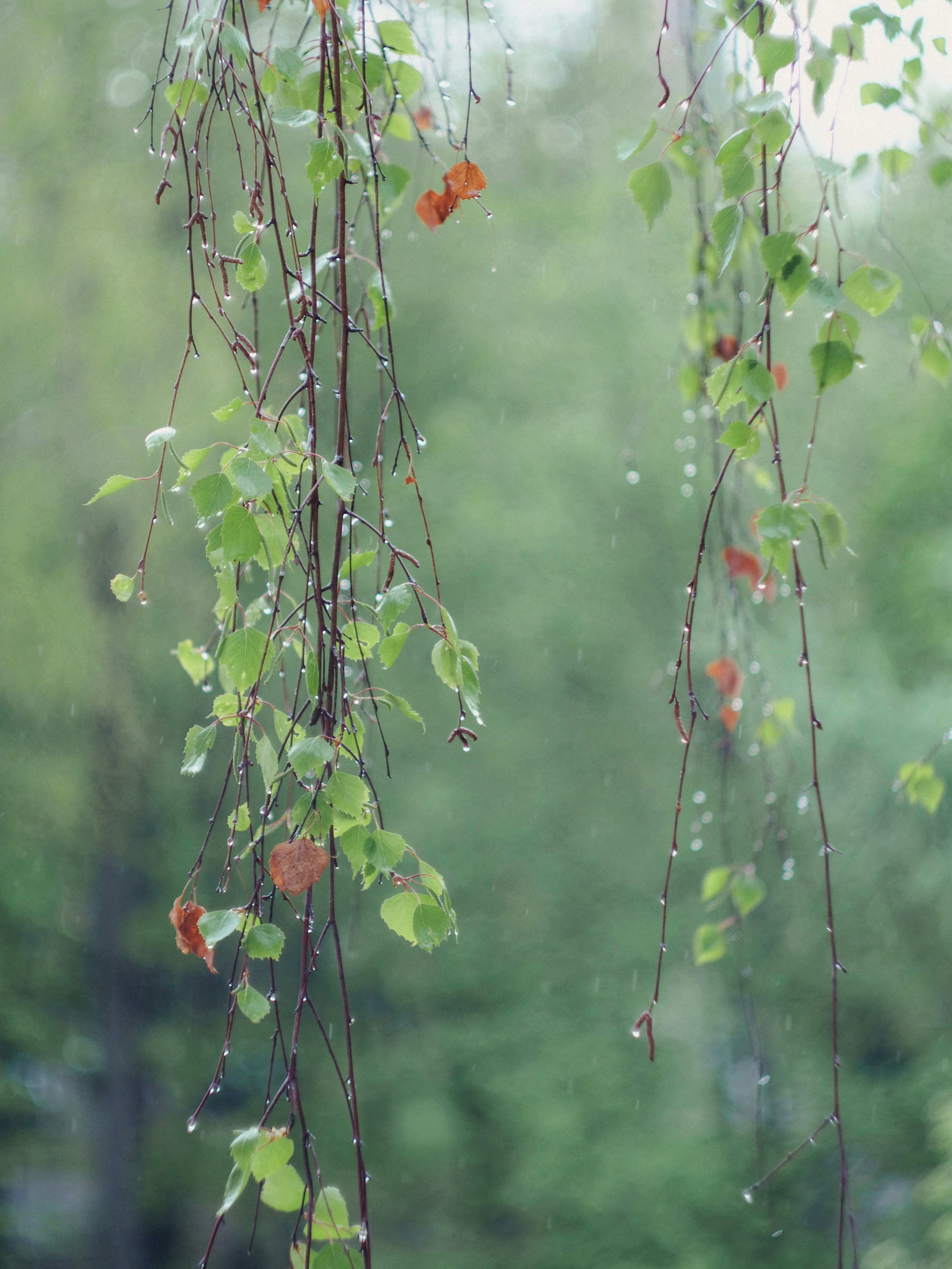 Raindrops hang from birch tree branches. photo – Free Spring Image on ...
