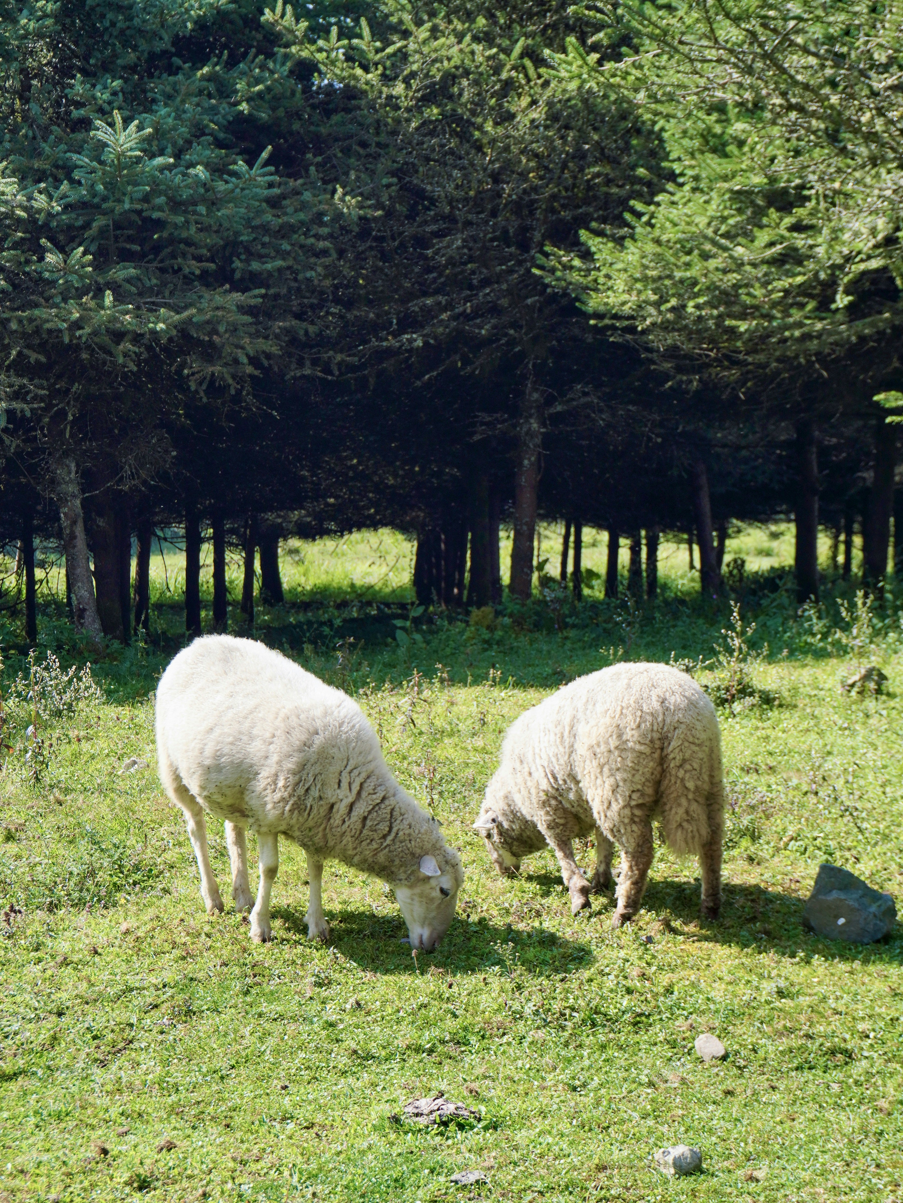Meadow Duet: Two Sheep Grazing Under a Sunlit Pine Corridor