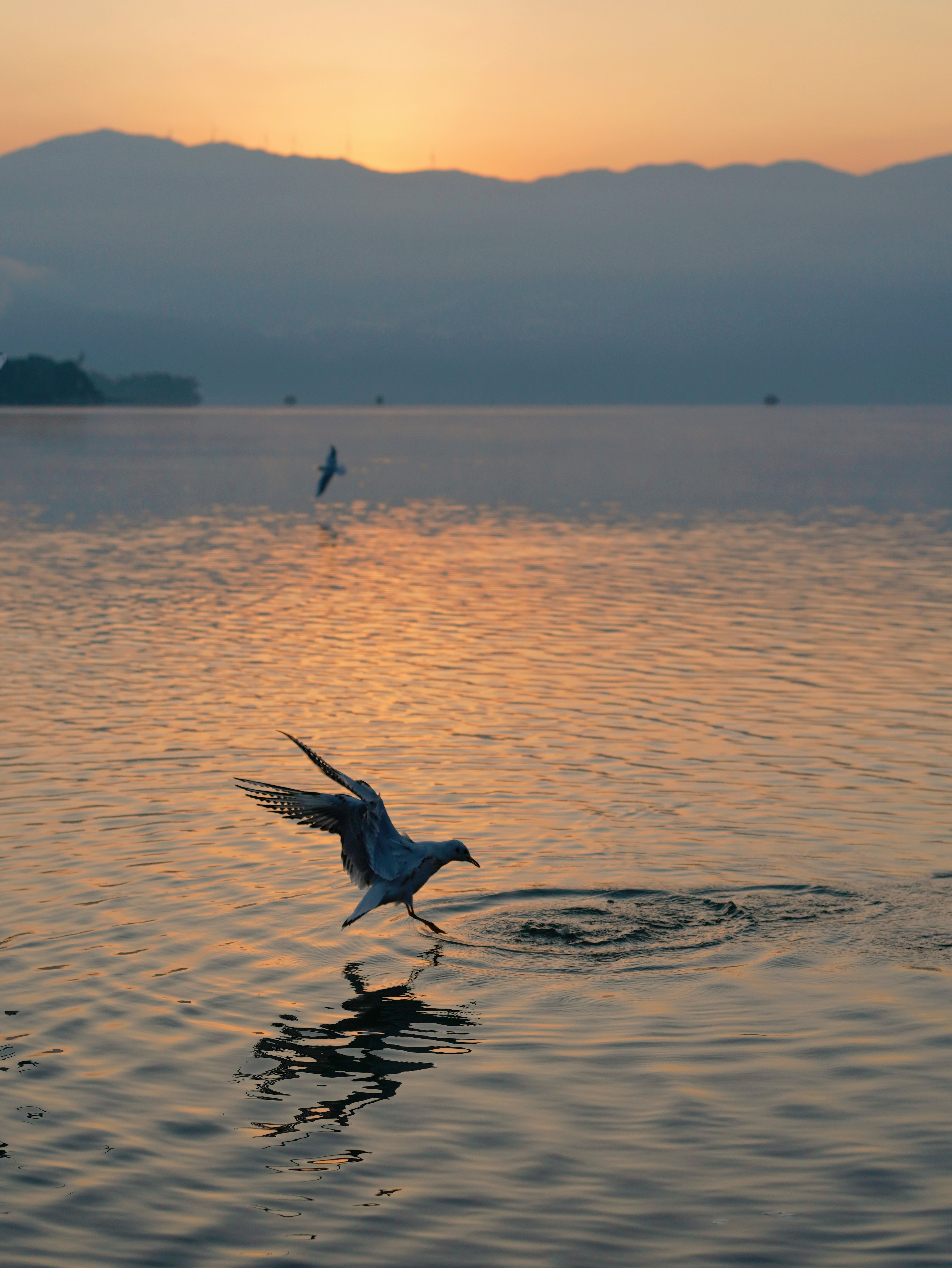 Dusk Wake: A lone seabird skims the reflective estuary