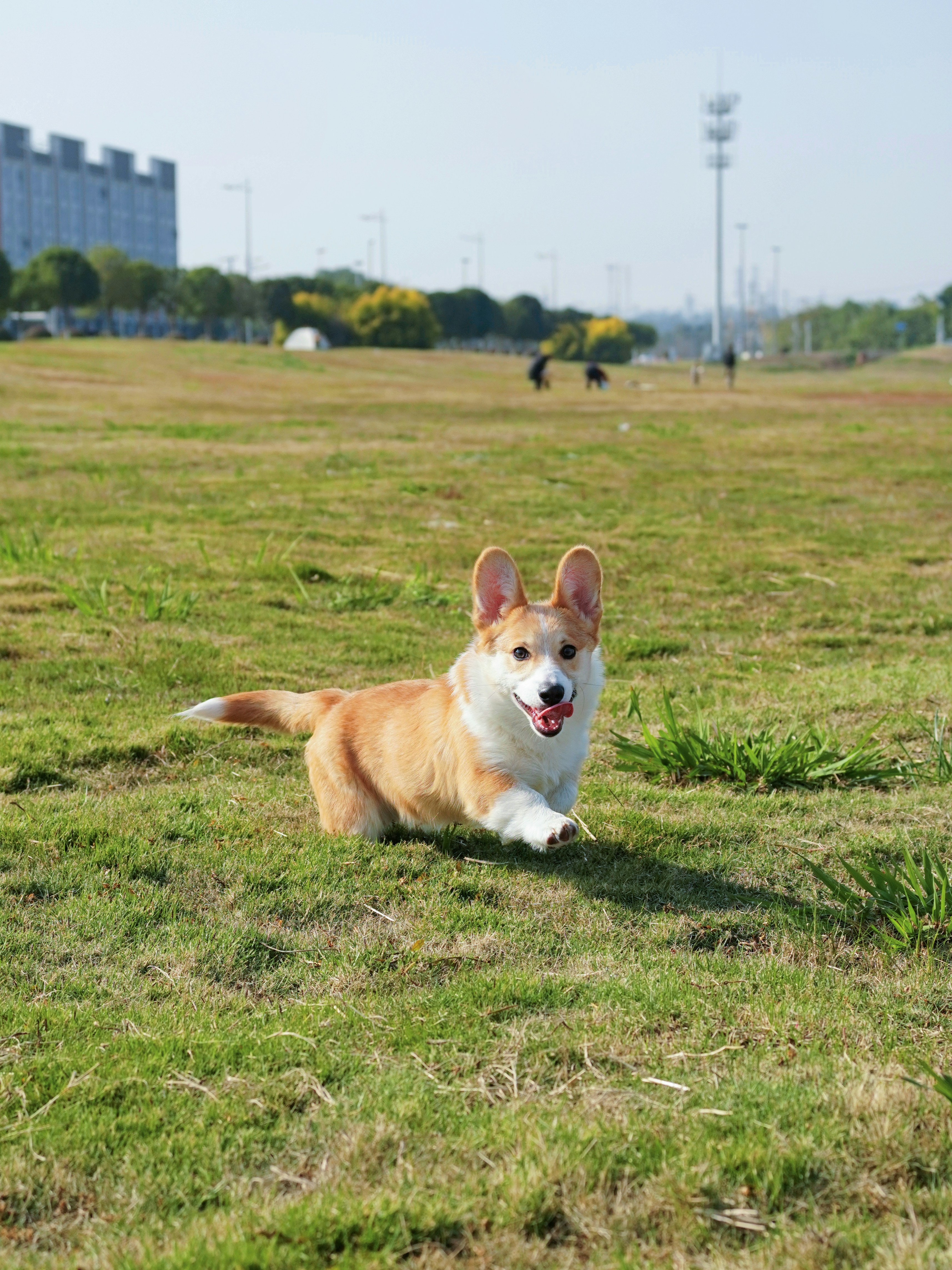 A happy corgi dog is running on the grass. photo – Free Dog Image on ...