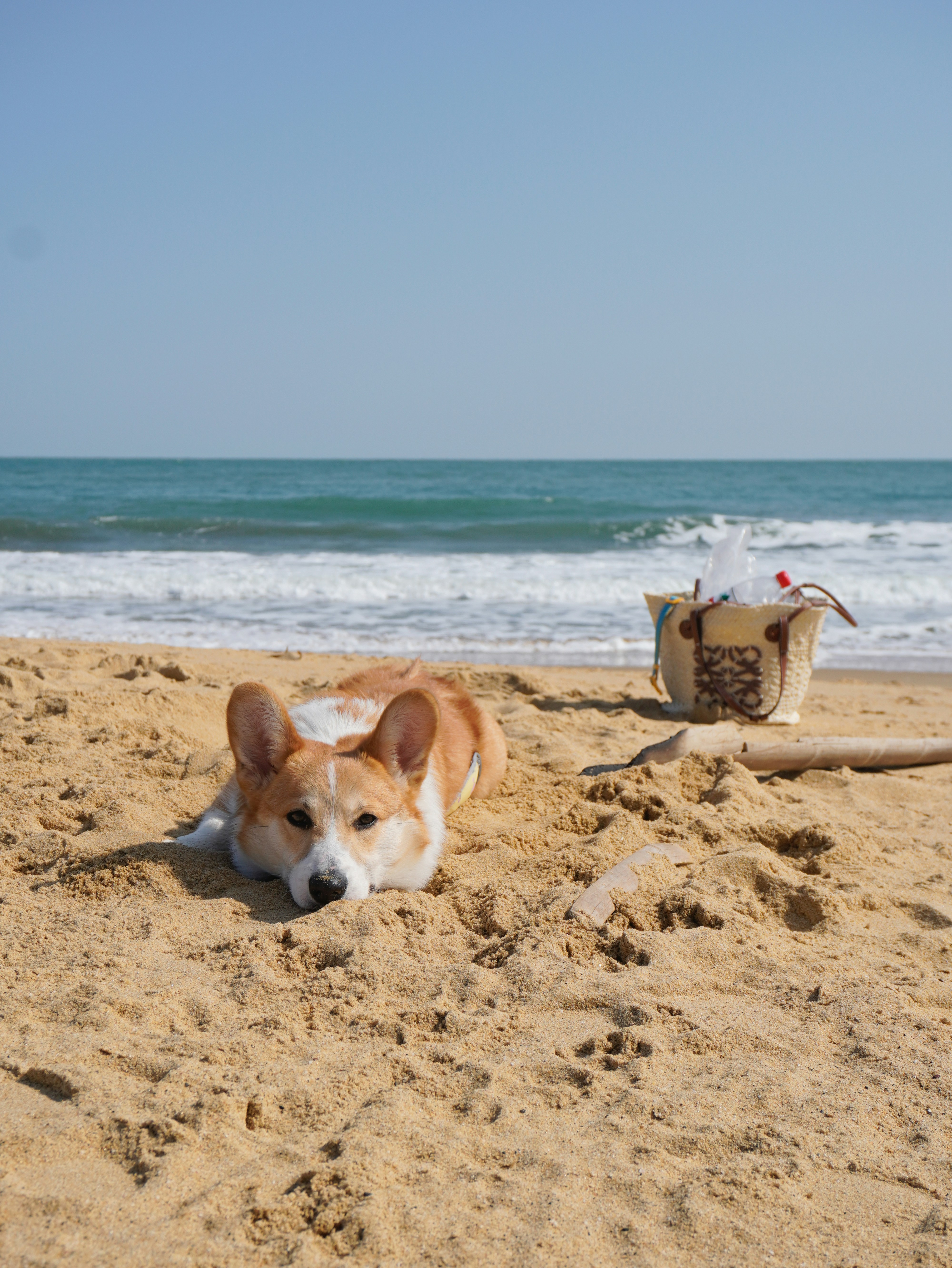 Resting on Warm Sand: A corgi at the edge of the sea