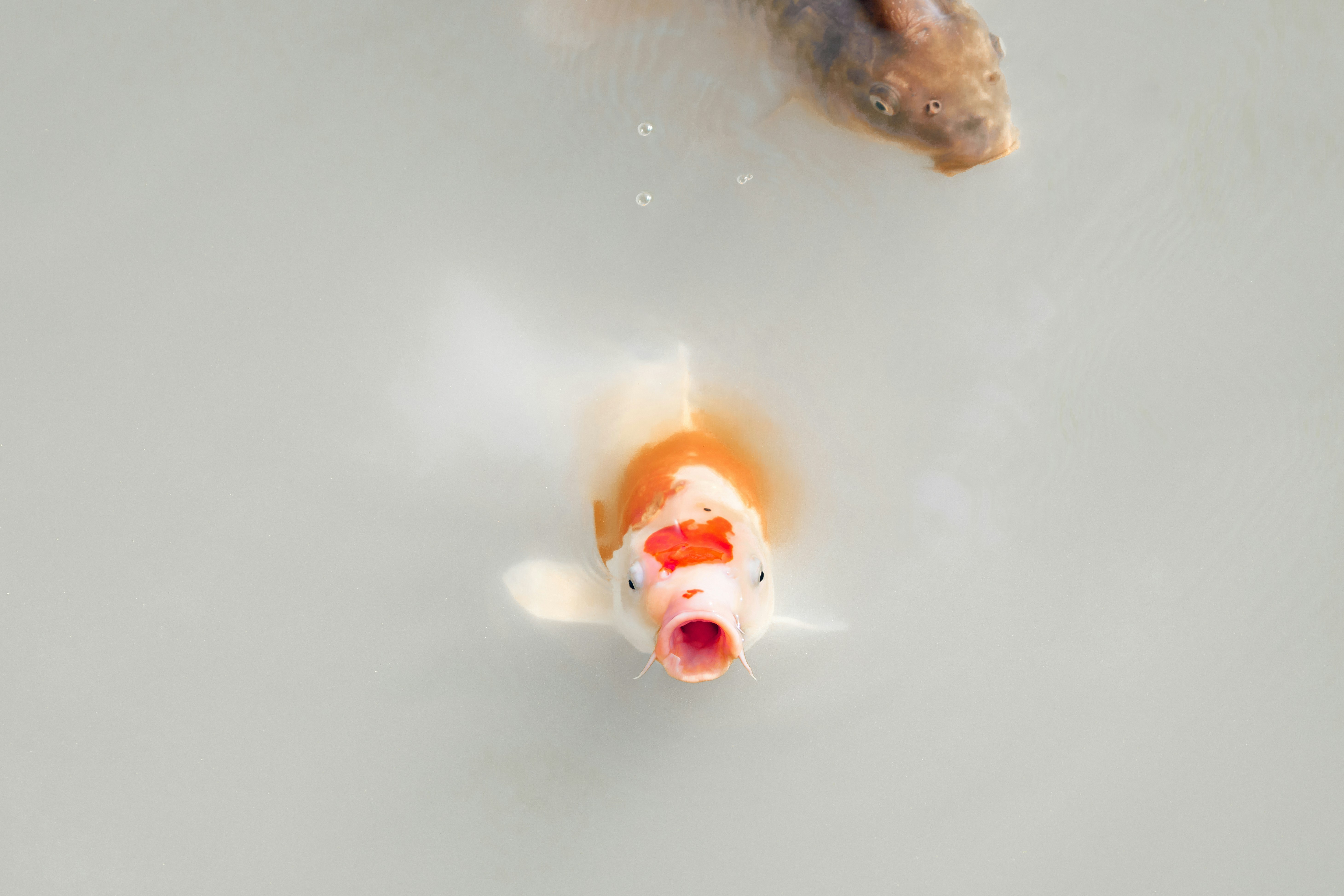 Koi fish are swimming in the water. photo – Free Animal Image on Unsplash