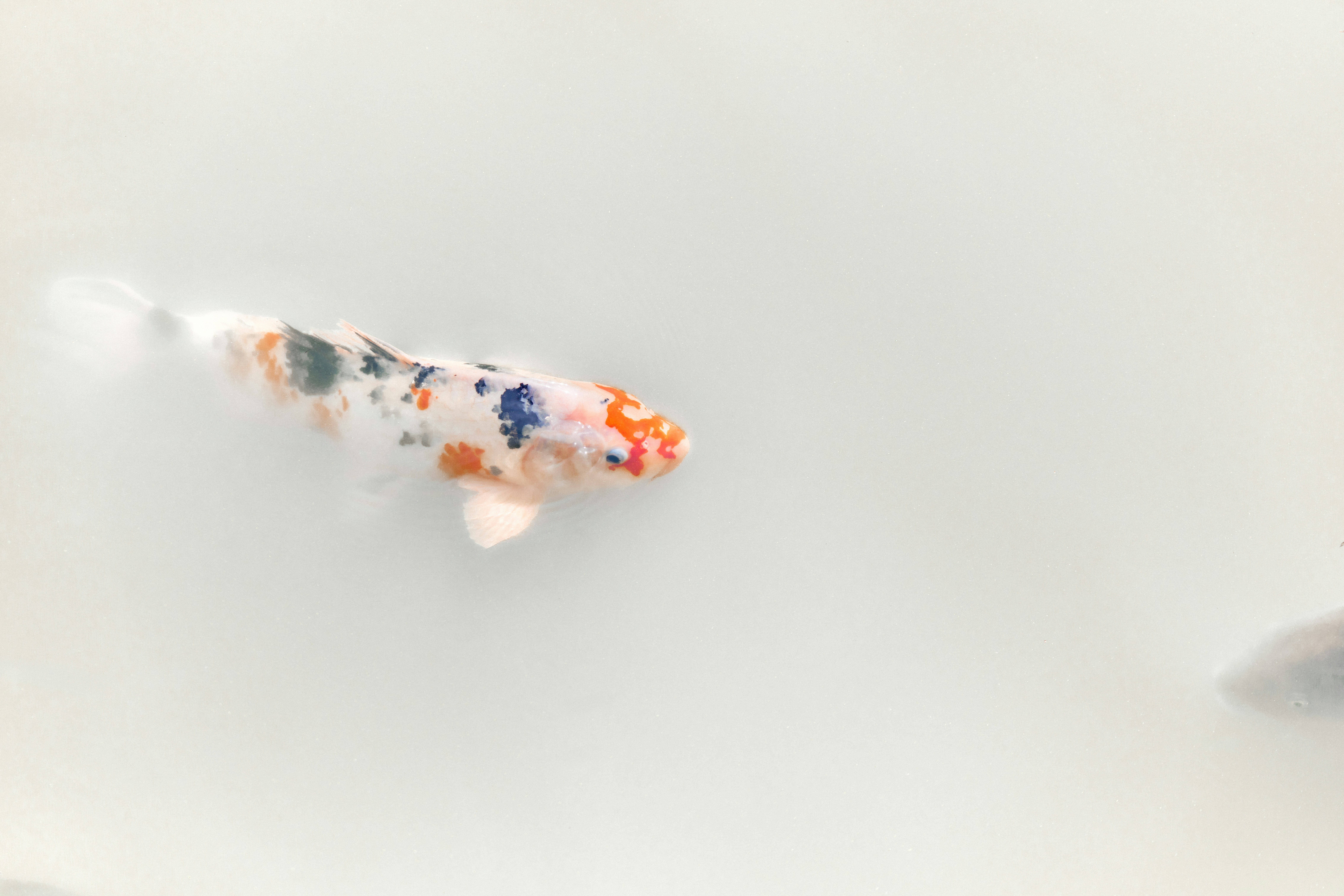 A koi fish gliding gracefully through a misty pond, its vibrant colors contrasting with the soft, muted background. The scene evokes a sense of calm and serenity.