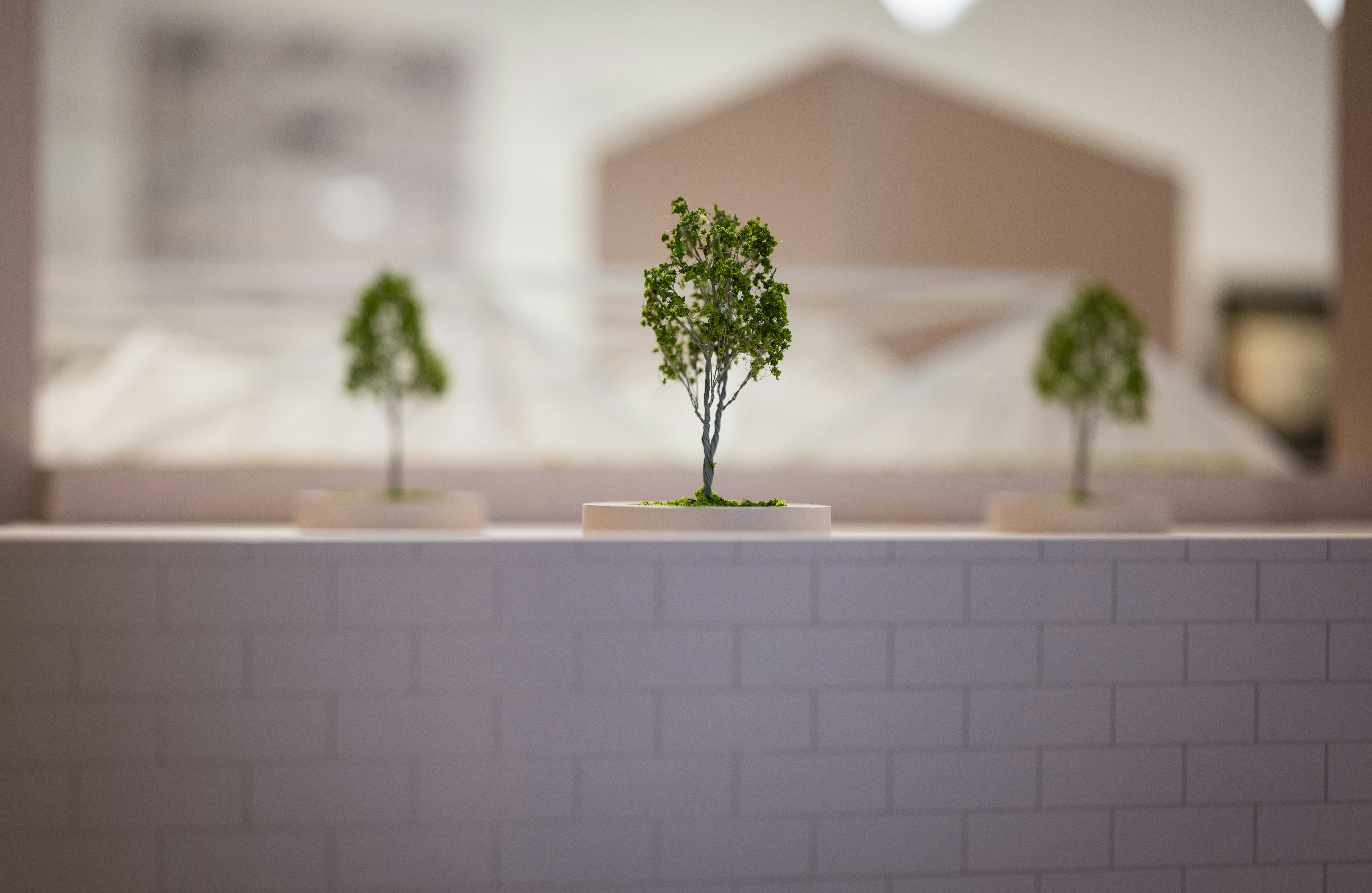 Three Tiny Trees on a White Stage: A Studied Still Life
