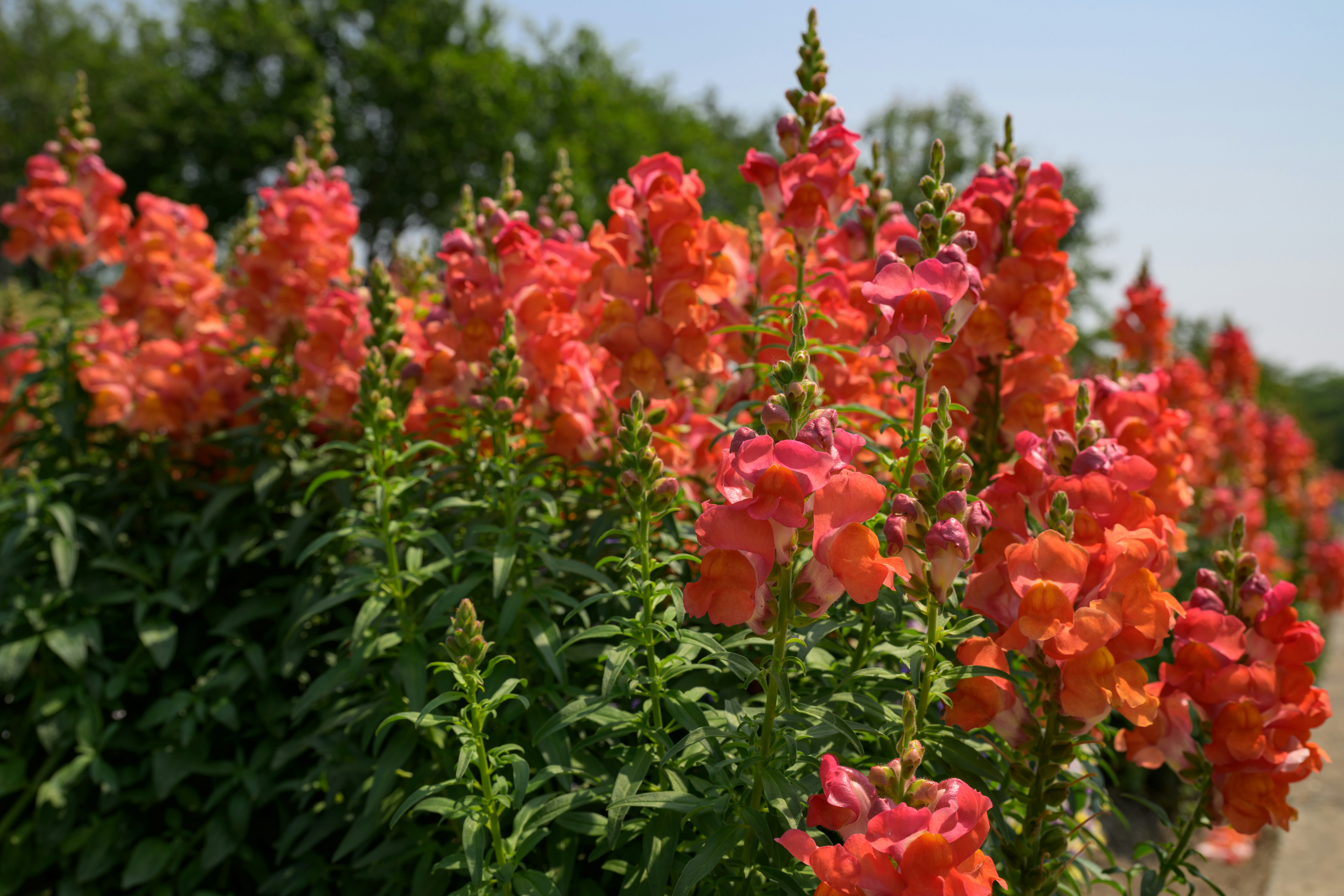 Amber Snapdragons at the Edge: a Sunlit Border in Bloom