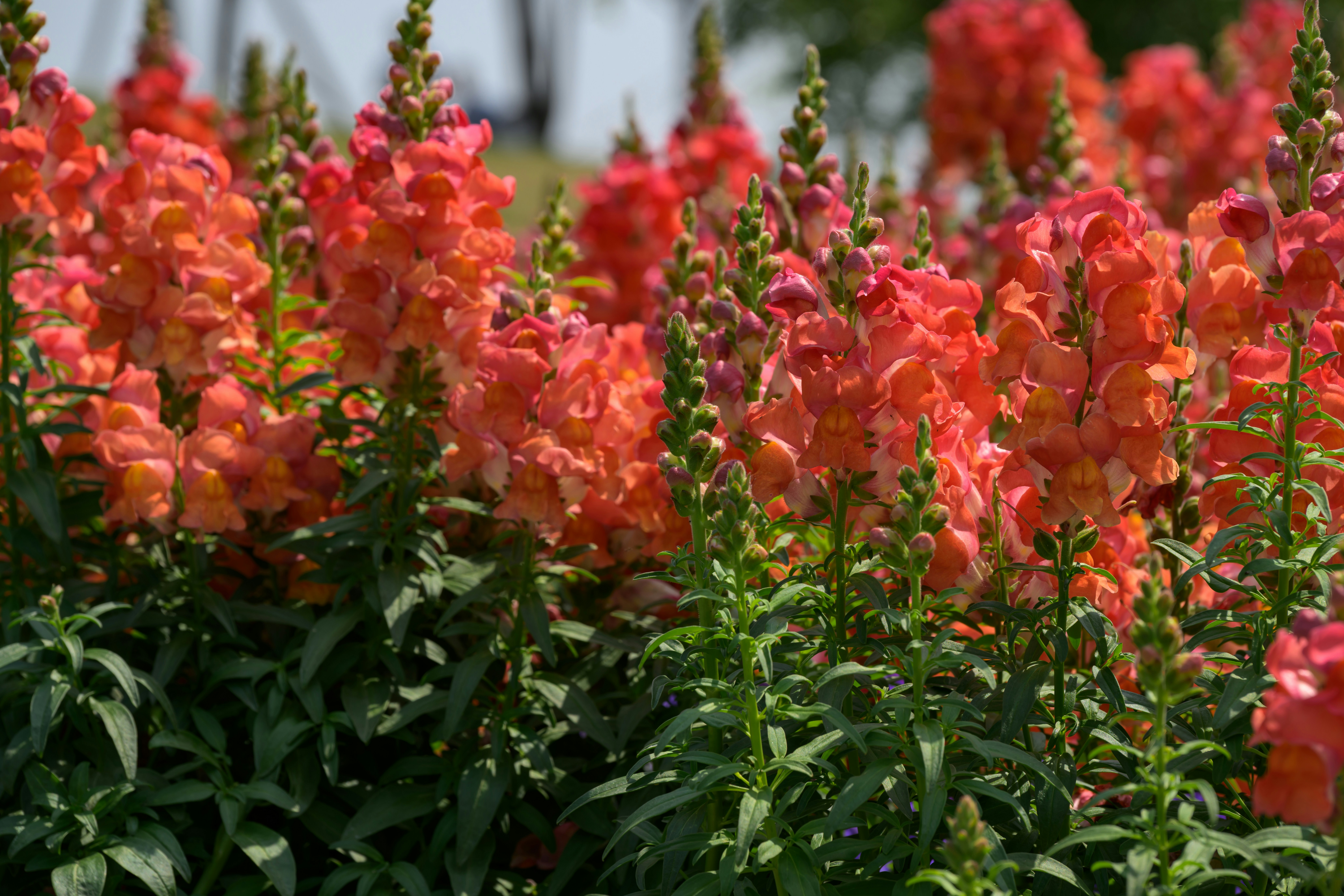 Spiraling Fire: Snapdragon Spires in a Sunlit Border