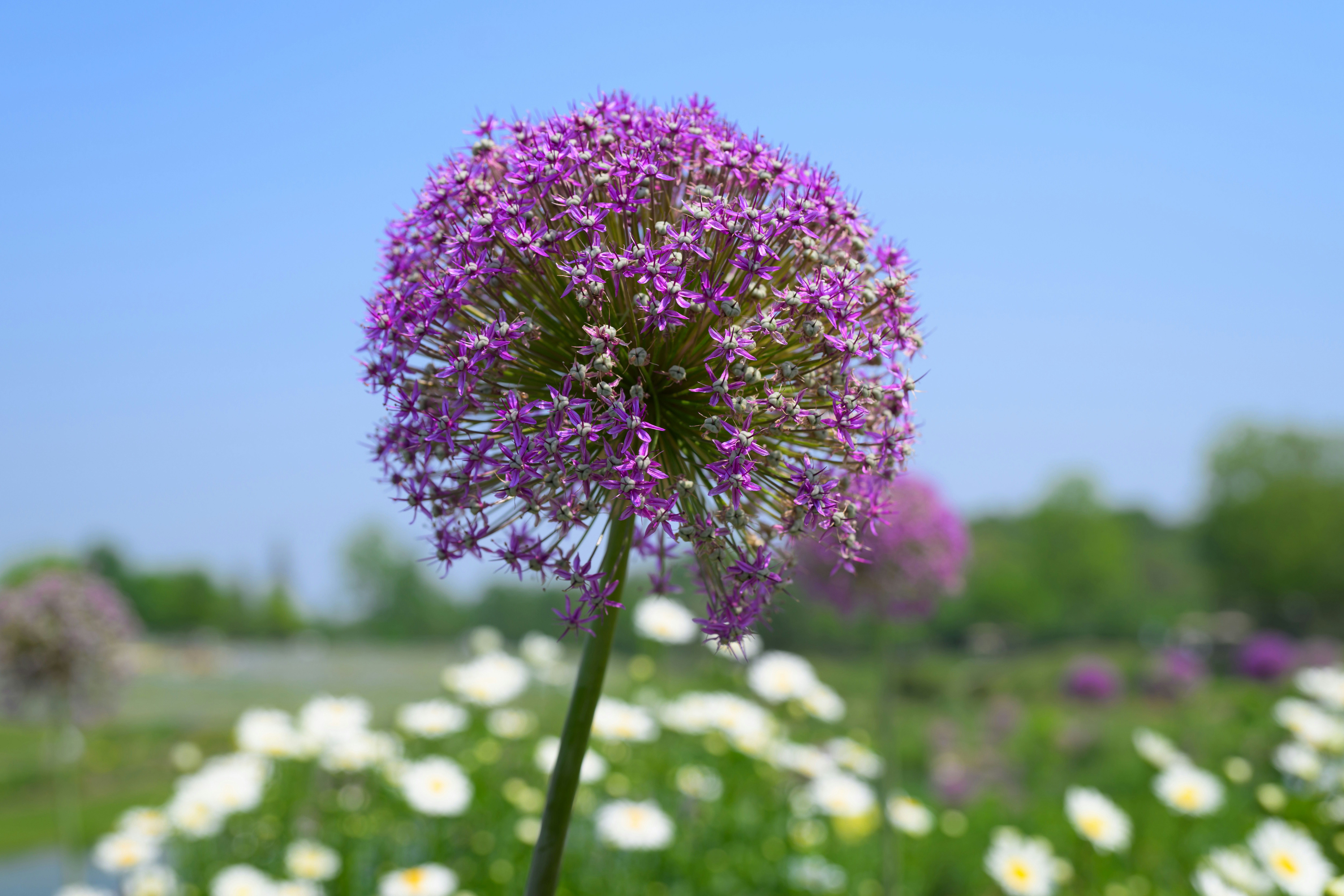Purple Allium Crown Above a Sea of Daisies in a Sunlit Garden