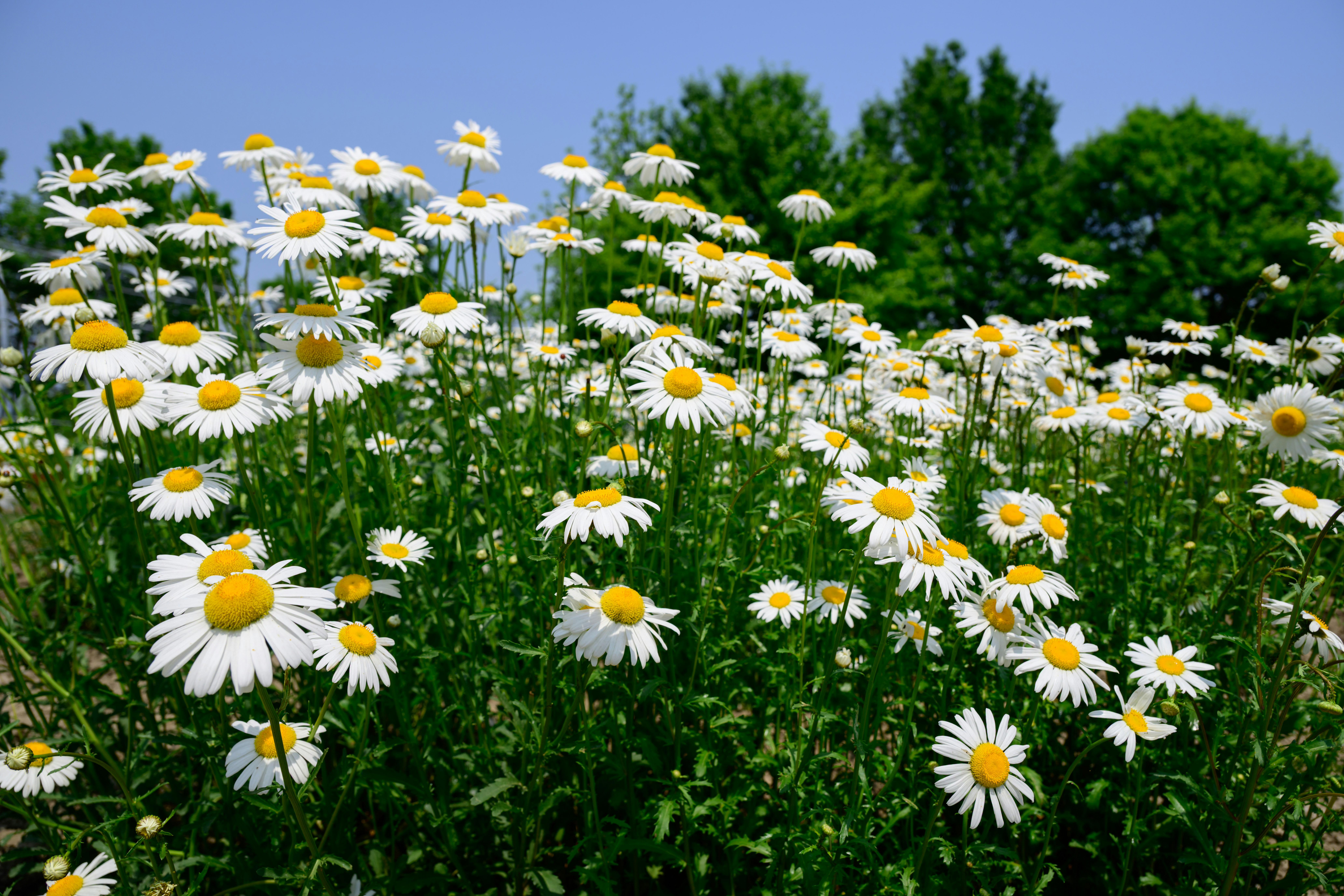 Carpet of Daisies Under a Clear Summer Sky