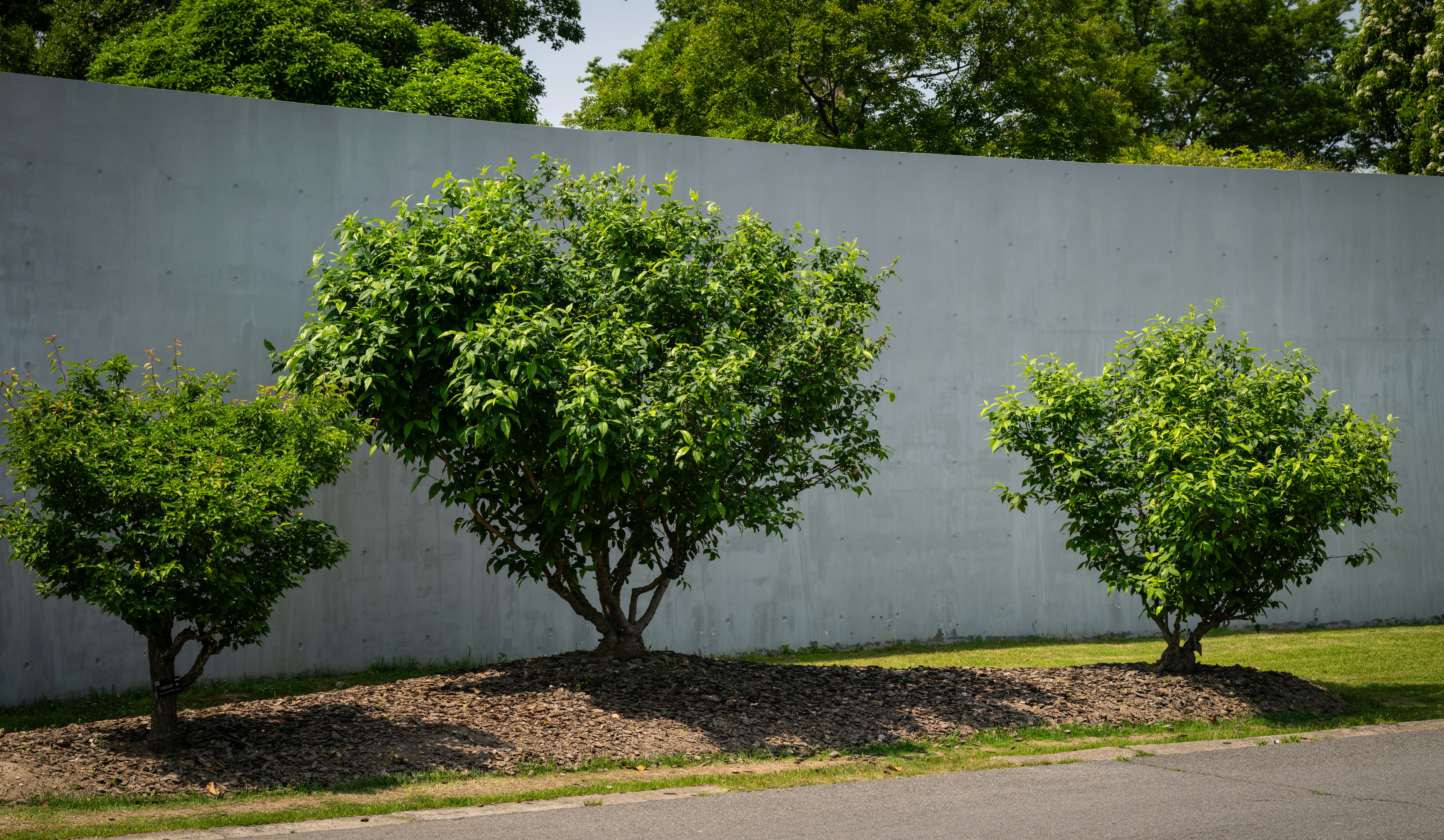 Three Green Canopies Framed by a Quiet Concrete Backdrop
