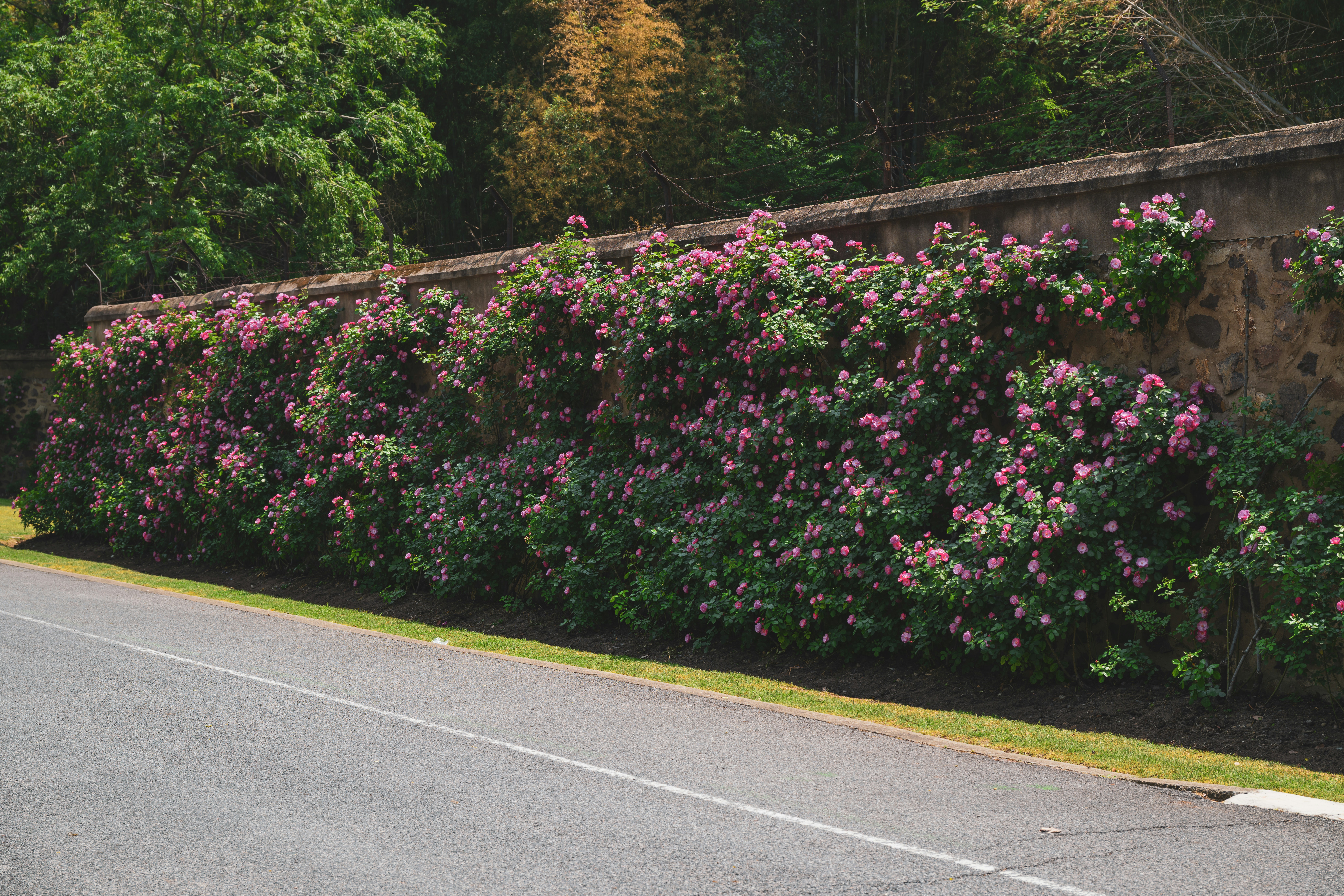 Pastel Pink Hedge by a Quiet Roadway Under a Weathered Wall