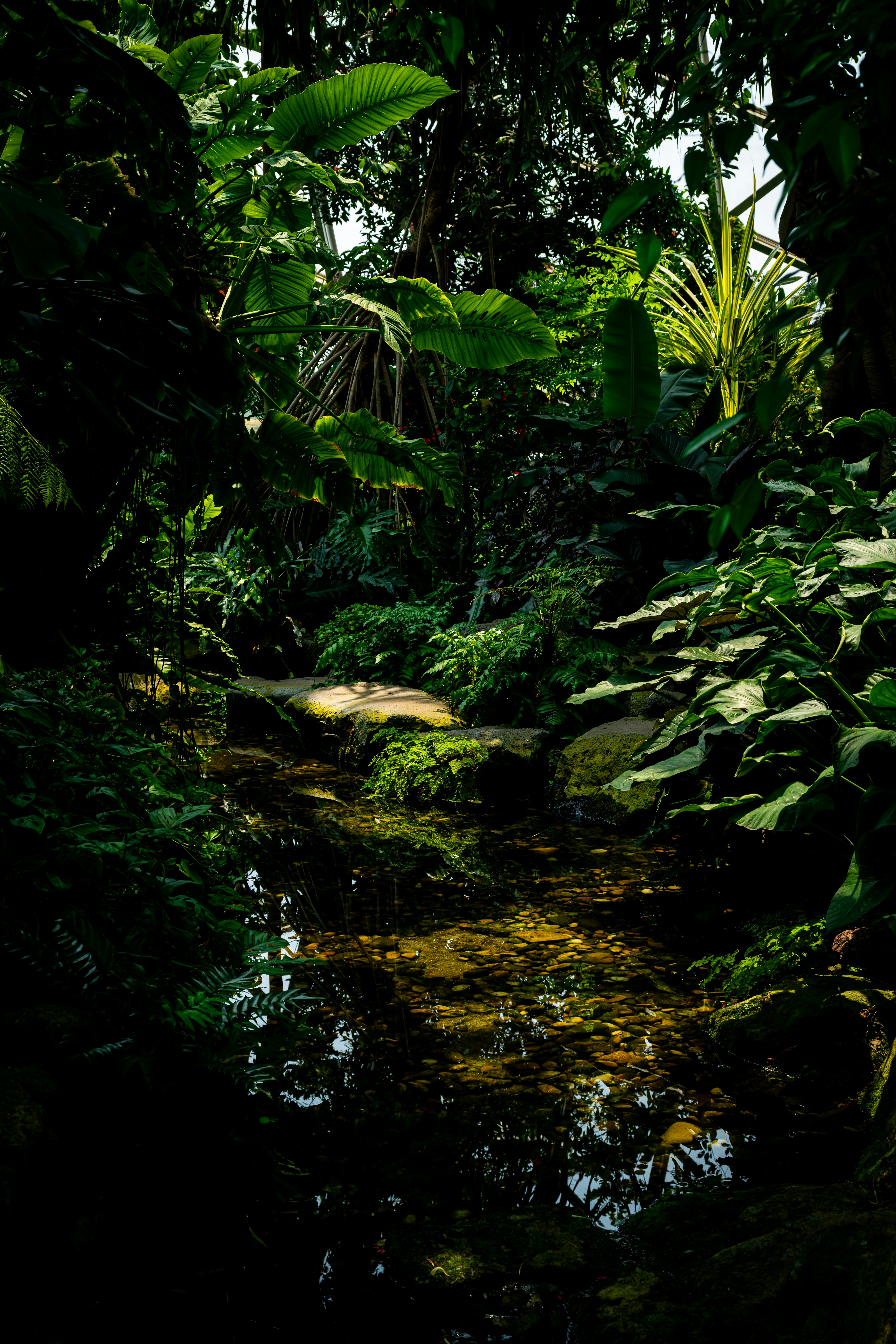 Lush greenery surrounds a tranquil stream, reflecting the vibrant foliage overhead. The scene evokes a sense of serenity and natural beauty.