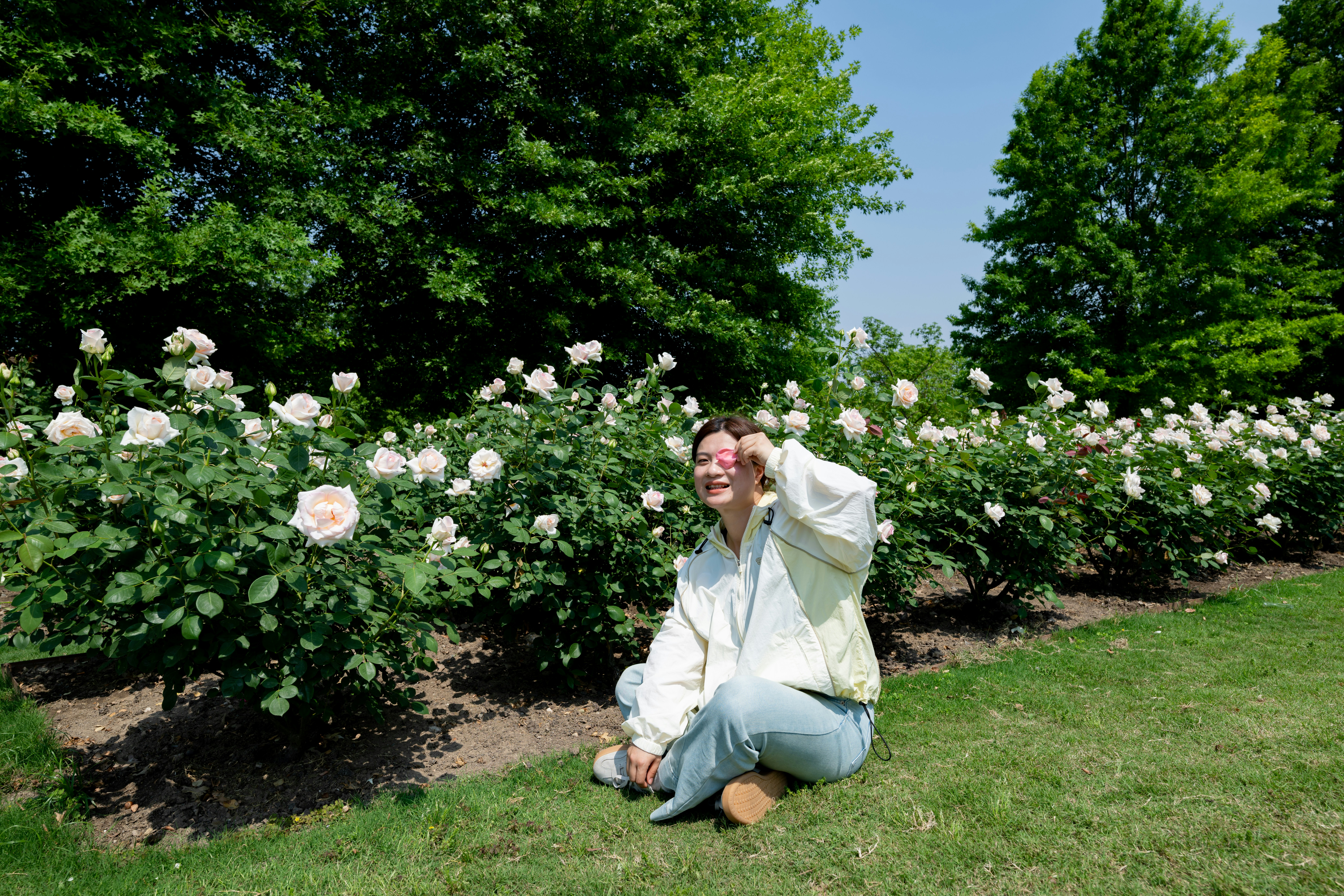 Rose-row Serenade: A Quiet Smile in the Sunlit Garden