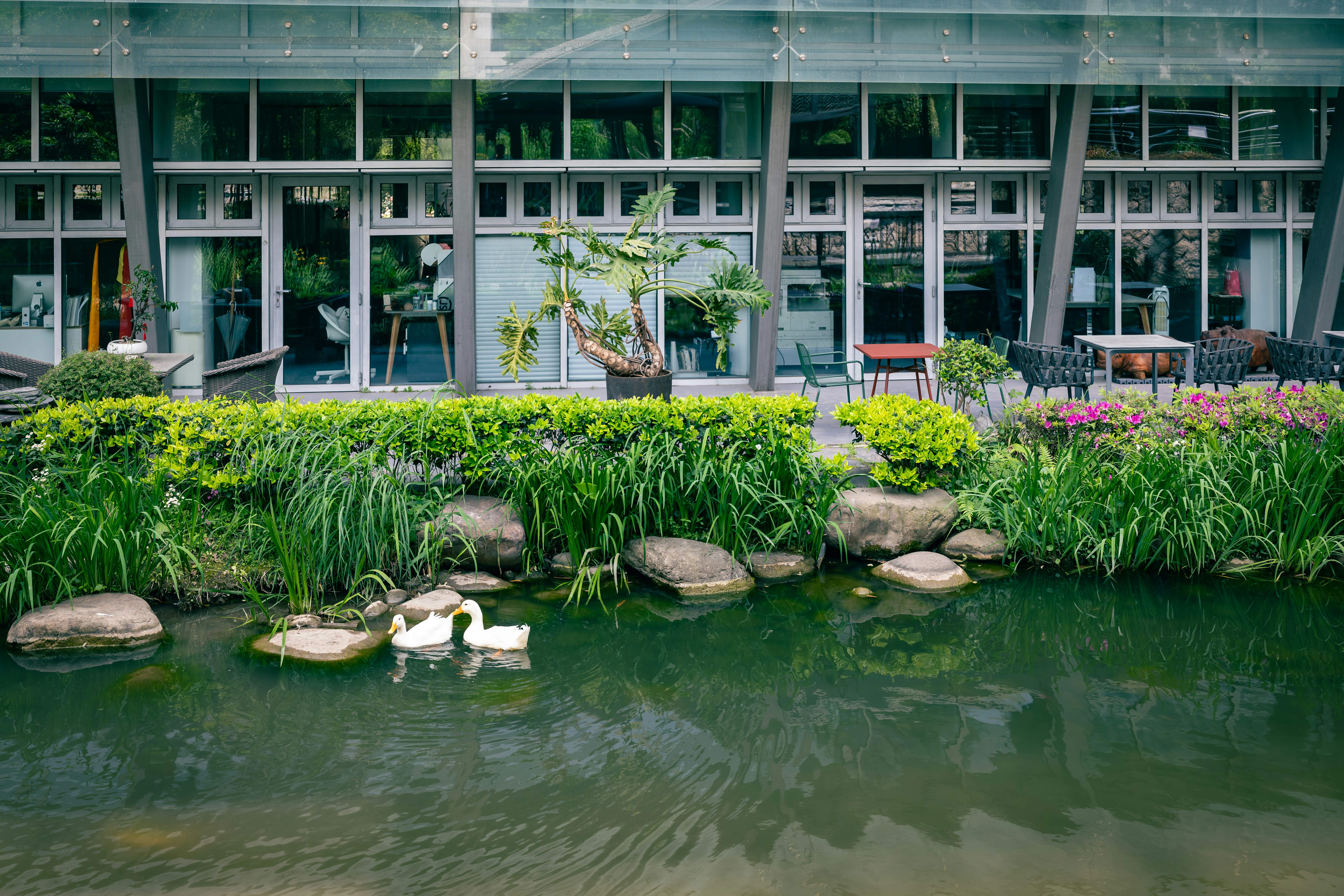 Glass Atrium Courtyard: A Tranquil Pond Beside Greenery