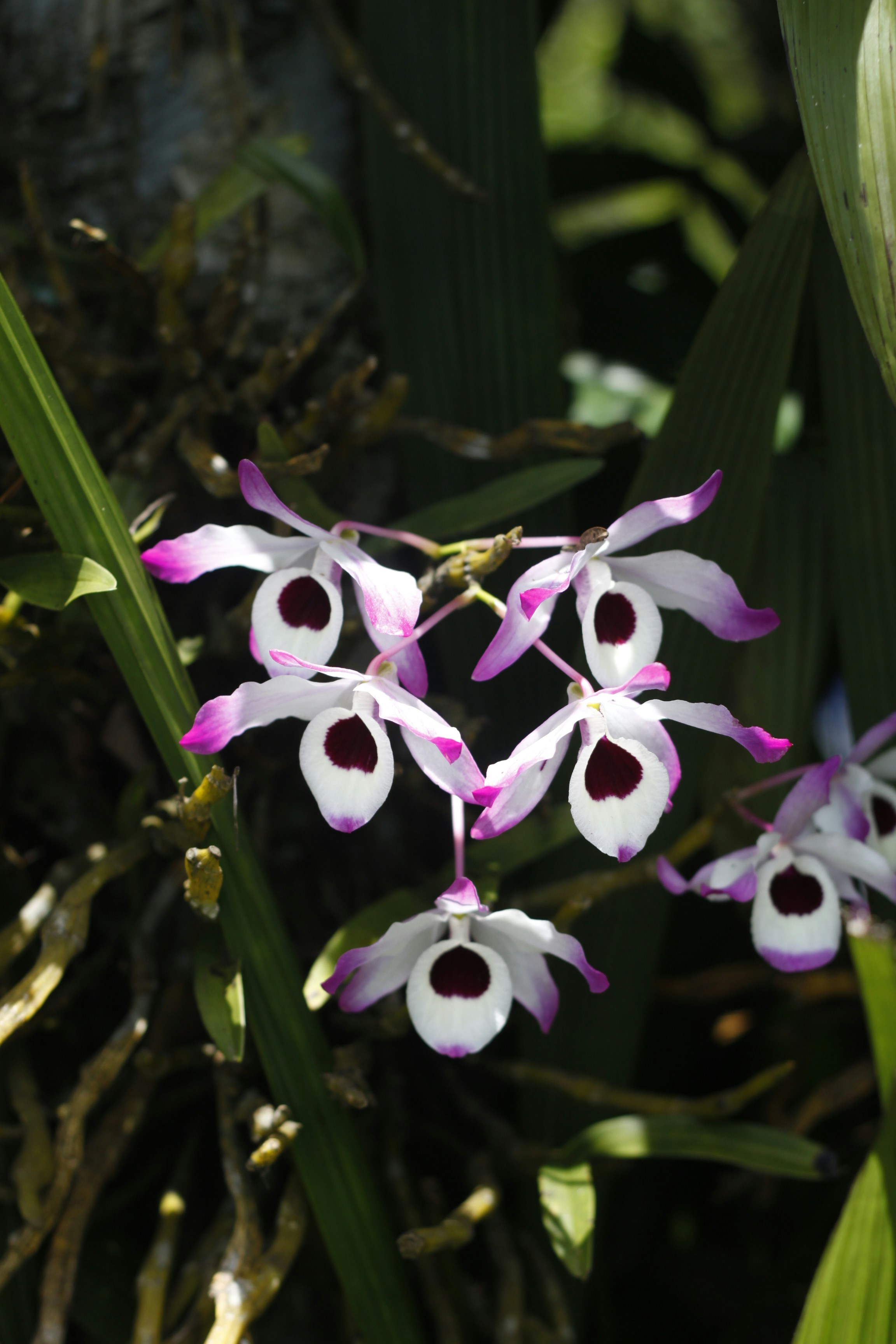 Whispers of White and Violet: Orchid Cluster in Shade
