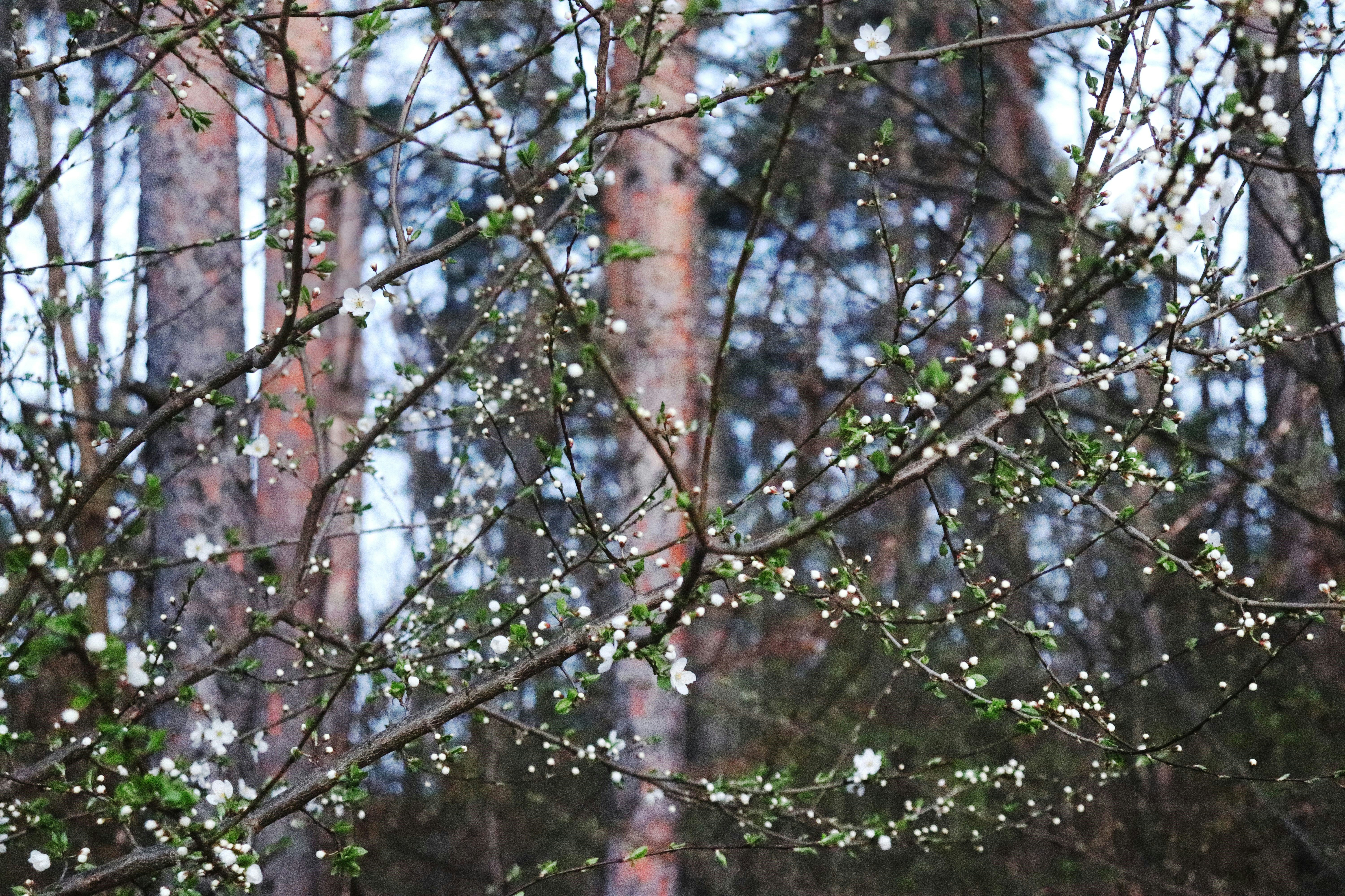 Blossoms on a Quiet Winter Branches