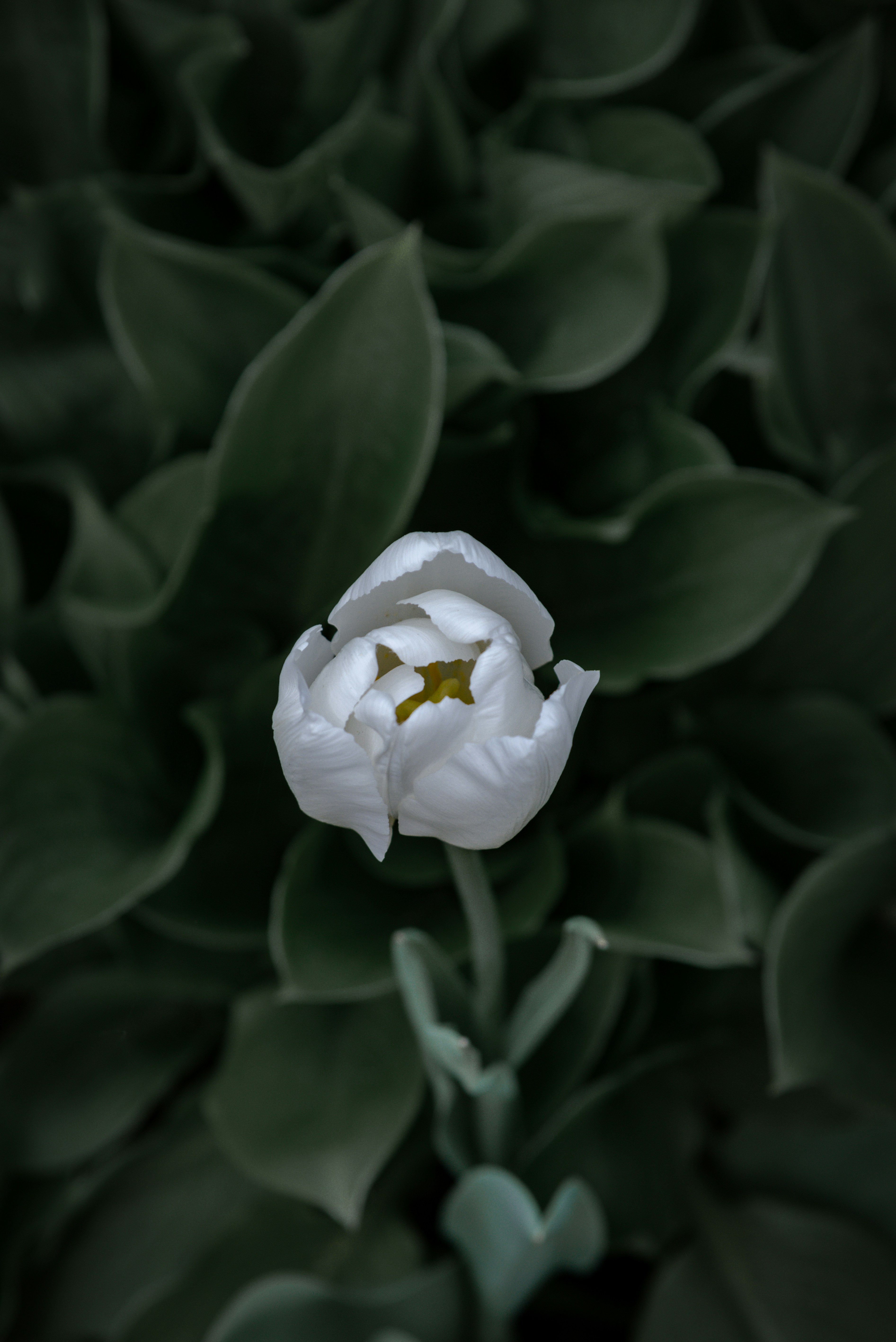 Lone White Tulip Emerging from a Velvet Green Canopy