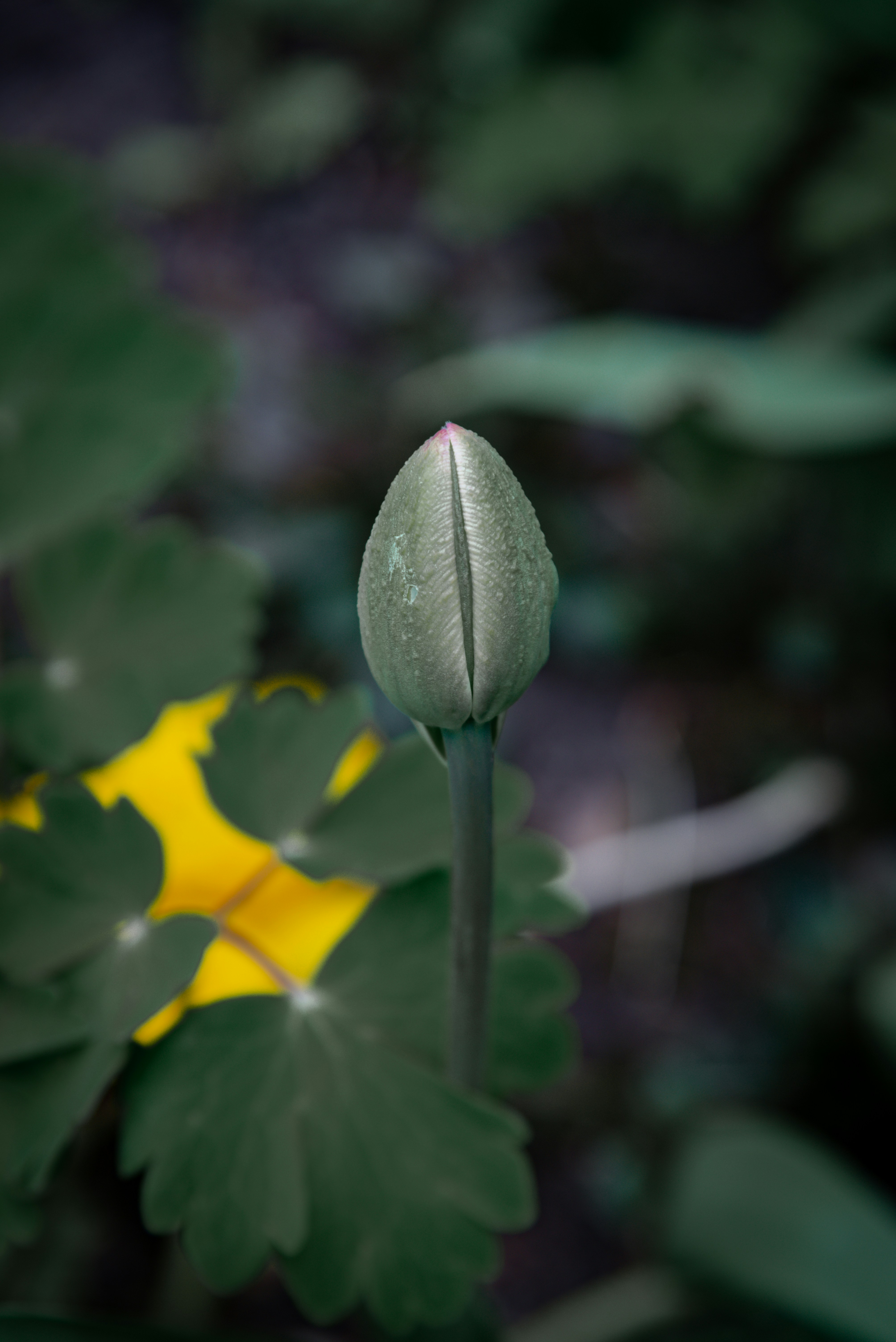 Green Bud in Focus: a Garden's Quiet Unfolding