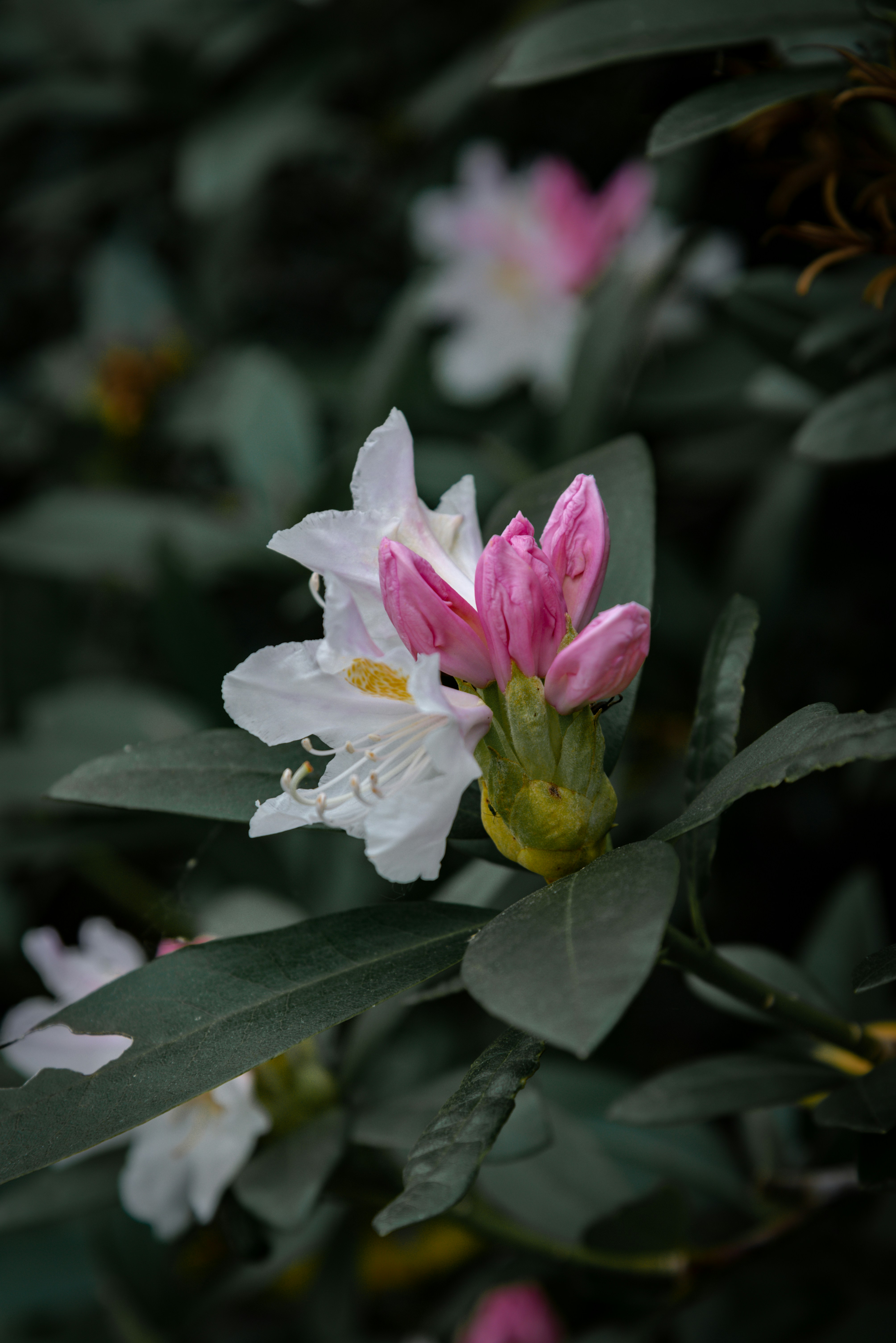 Pink-Tipped Azalea Buds Framing White Blossoms in a Velvet Green Backdrop