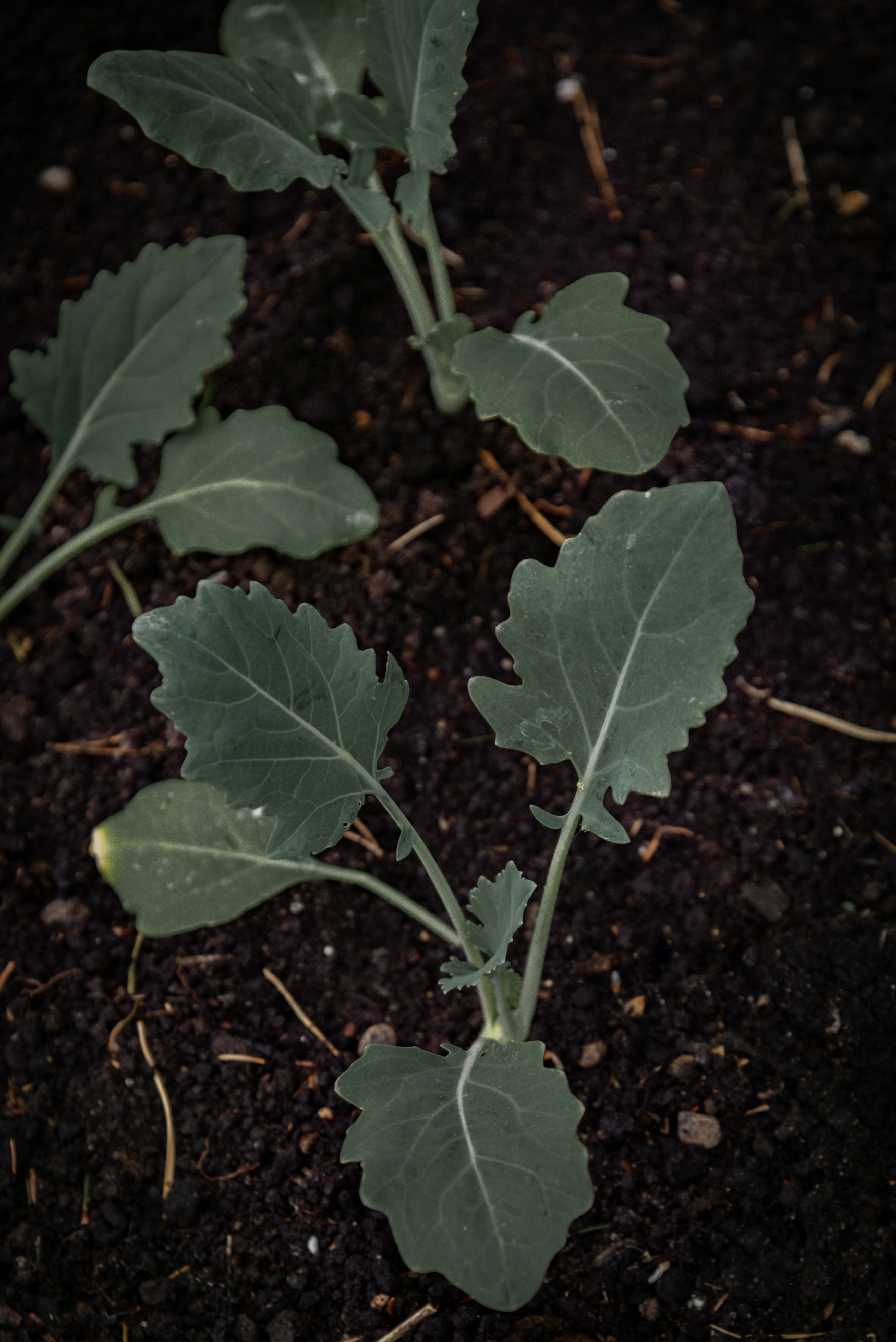 Brassica seedlings unfurl in dusk-lit soil