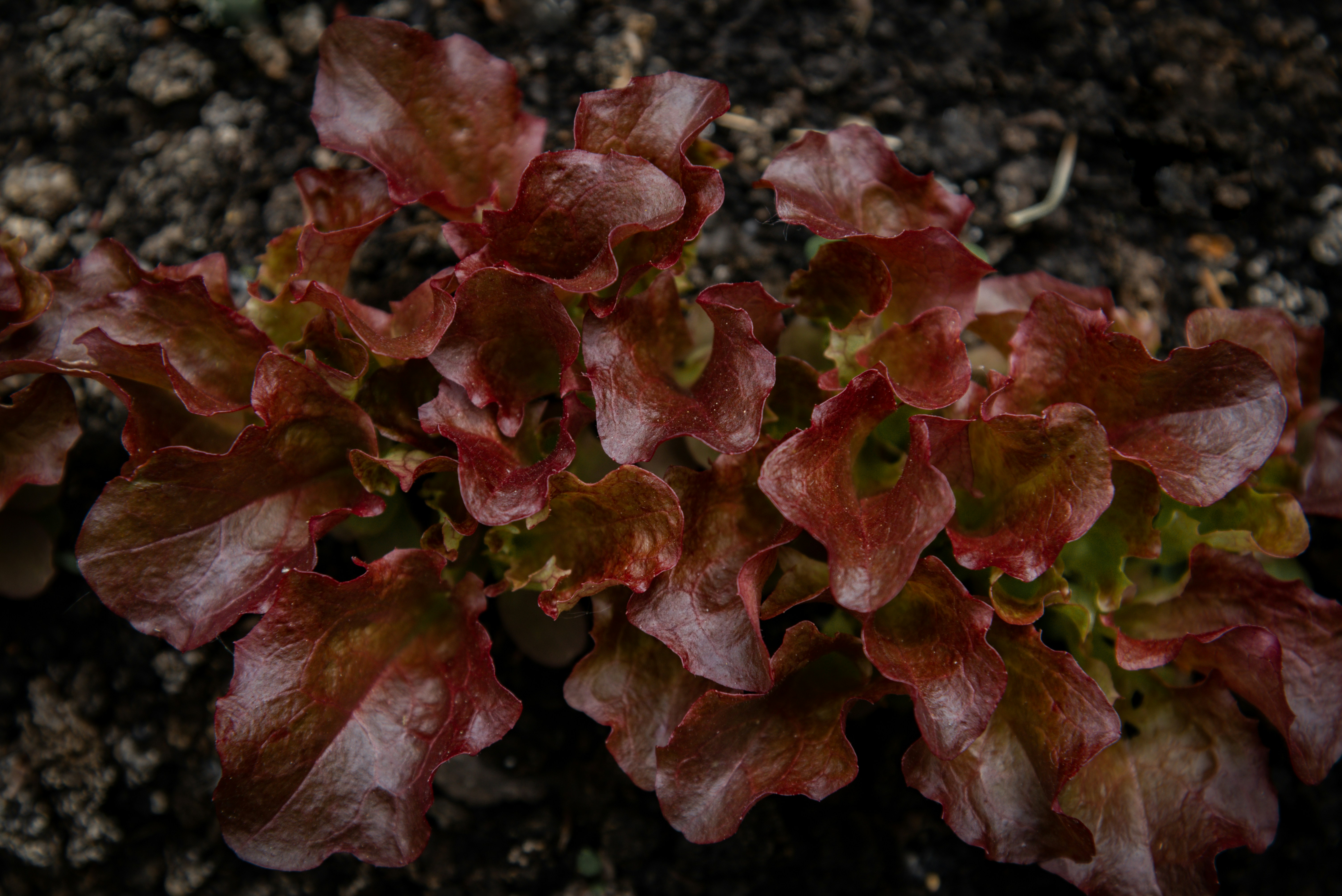 Crimson Rosette: Close-Up of Red-Tinted Lettuce Leaves Emerging from Dark Soil