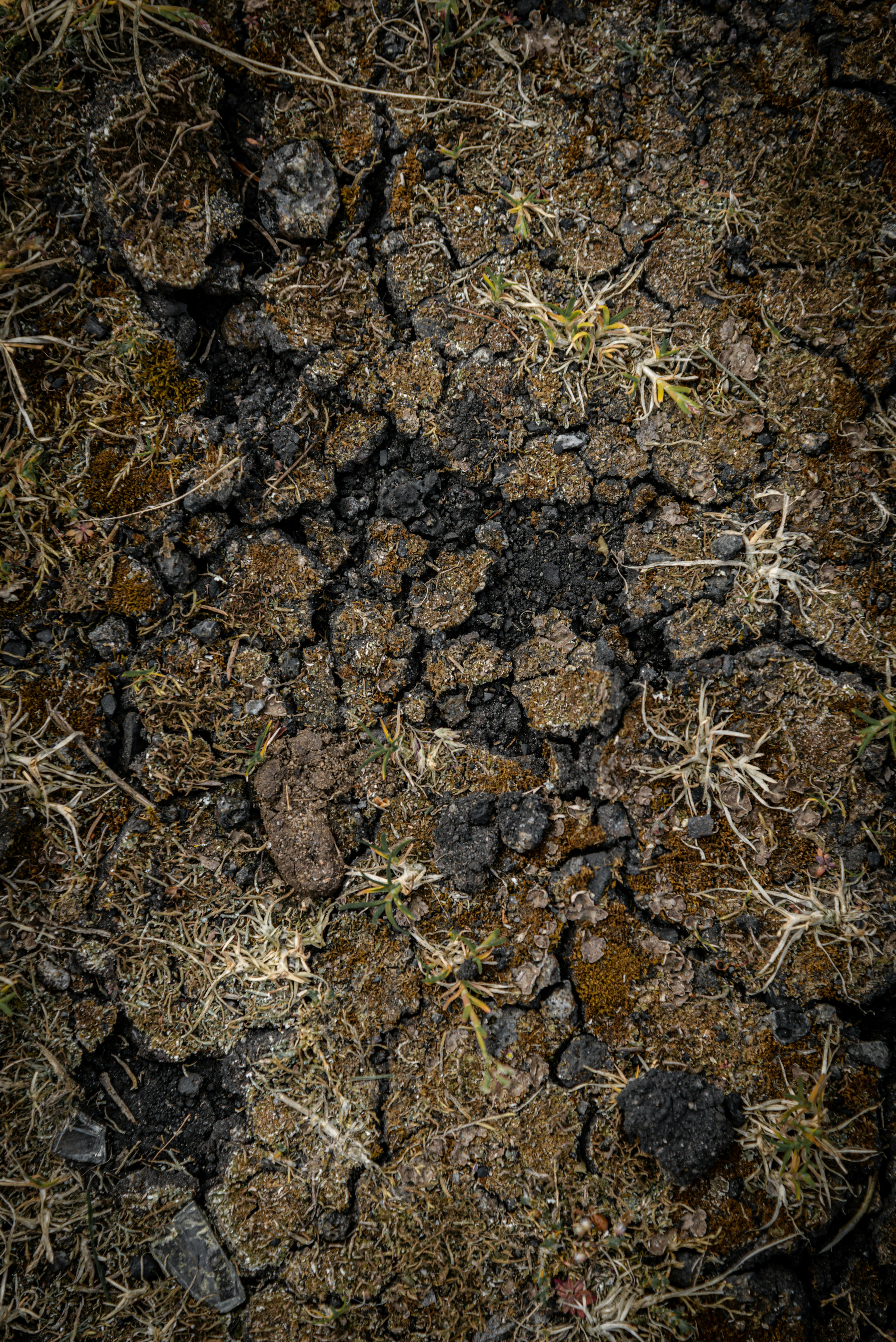 Green Spear in a Cracked-Earth Mosaic