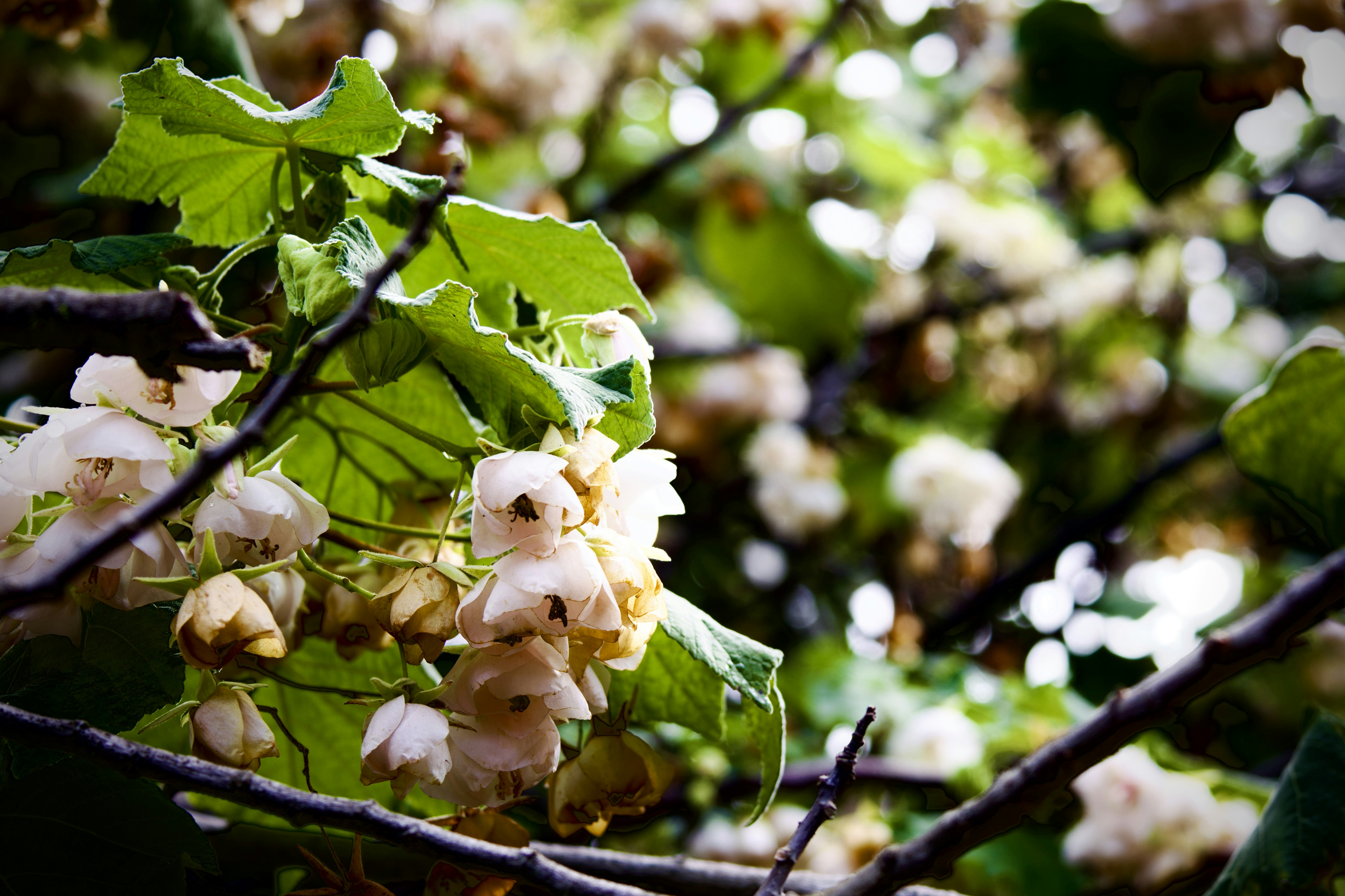 Petals in Dappled Light: Close-Up of Spring Blossoms on a Leafy Branch