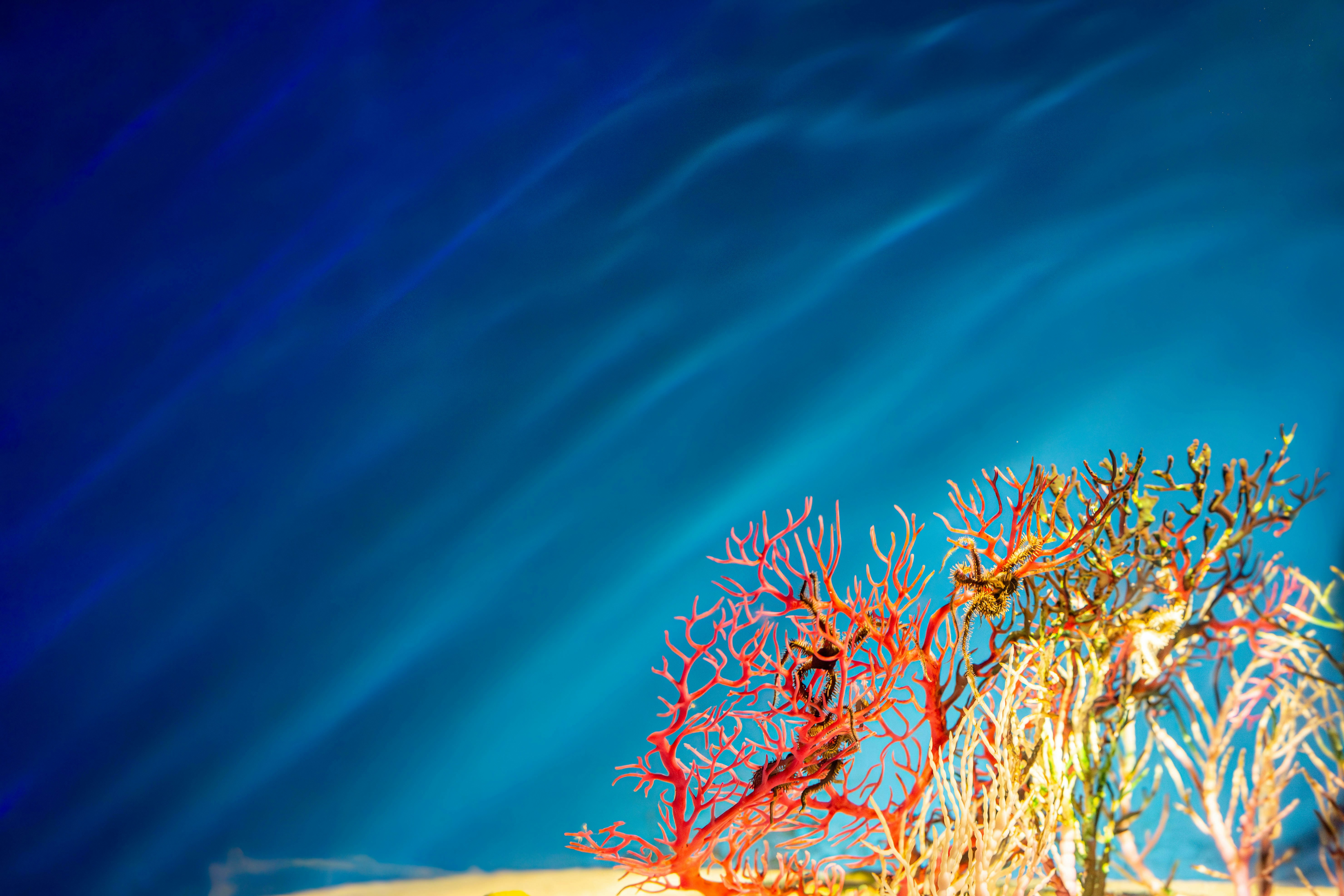 Orange Coral Crown Anchored in the Cerulean Tide