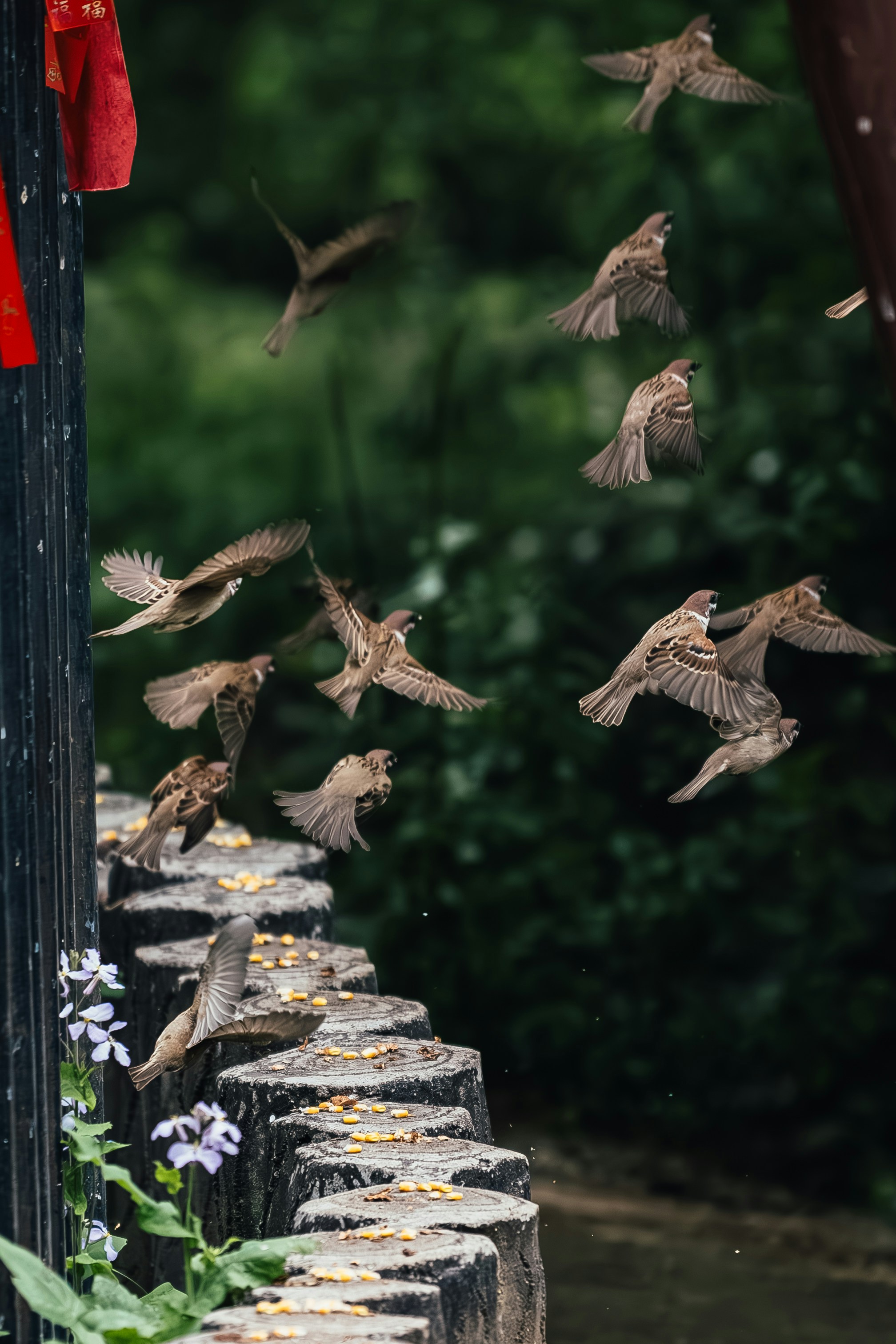 Flock in Flight Along the Weathered Steps
