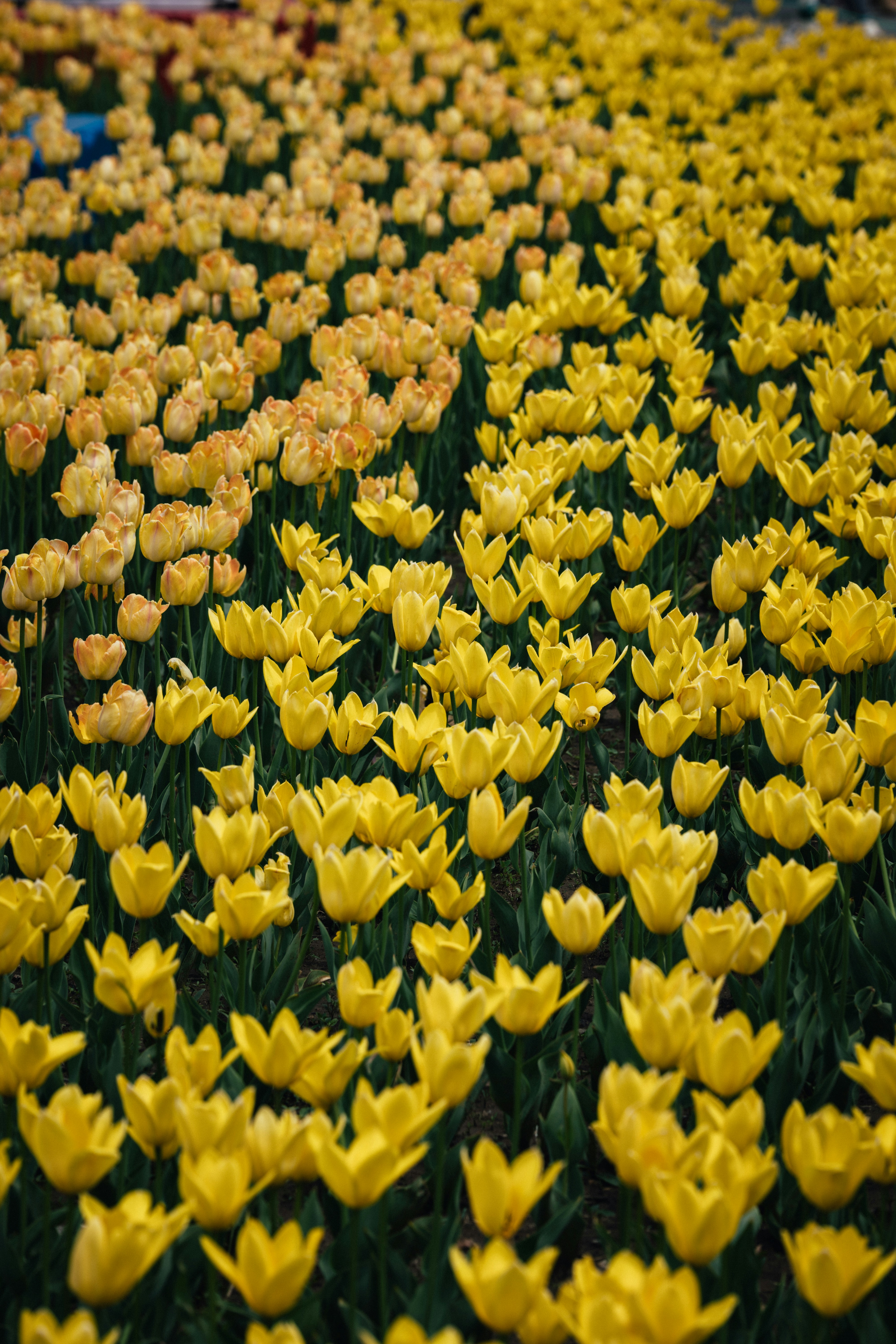 Photo by LISK OBE with Panasonic Lumix S5