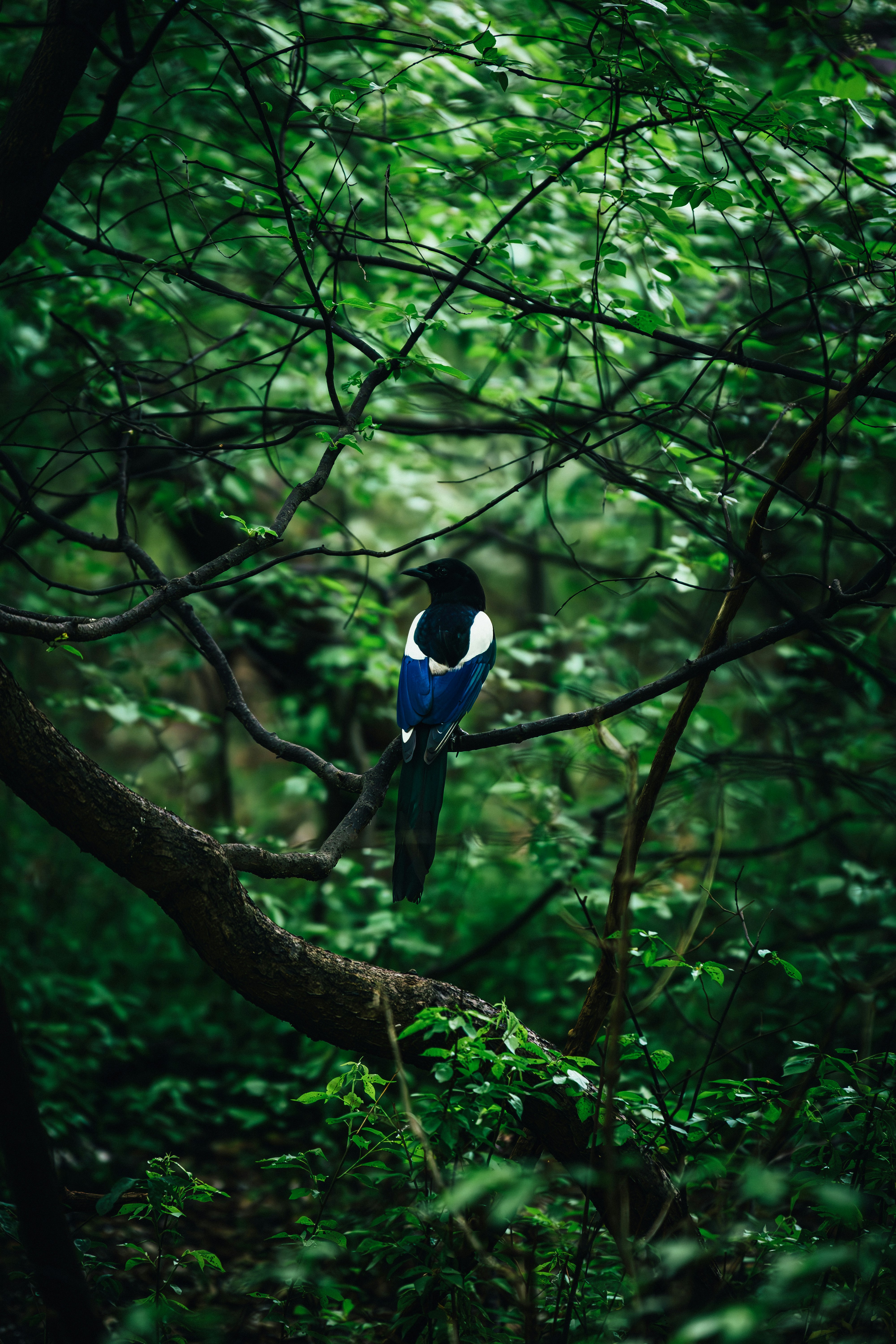 Azure Crown on a Mossy Branch in a Verdant Canopy