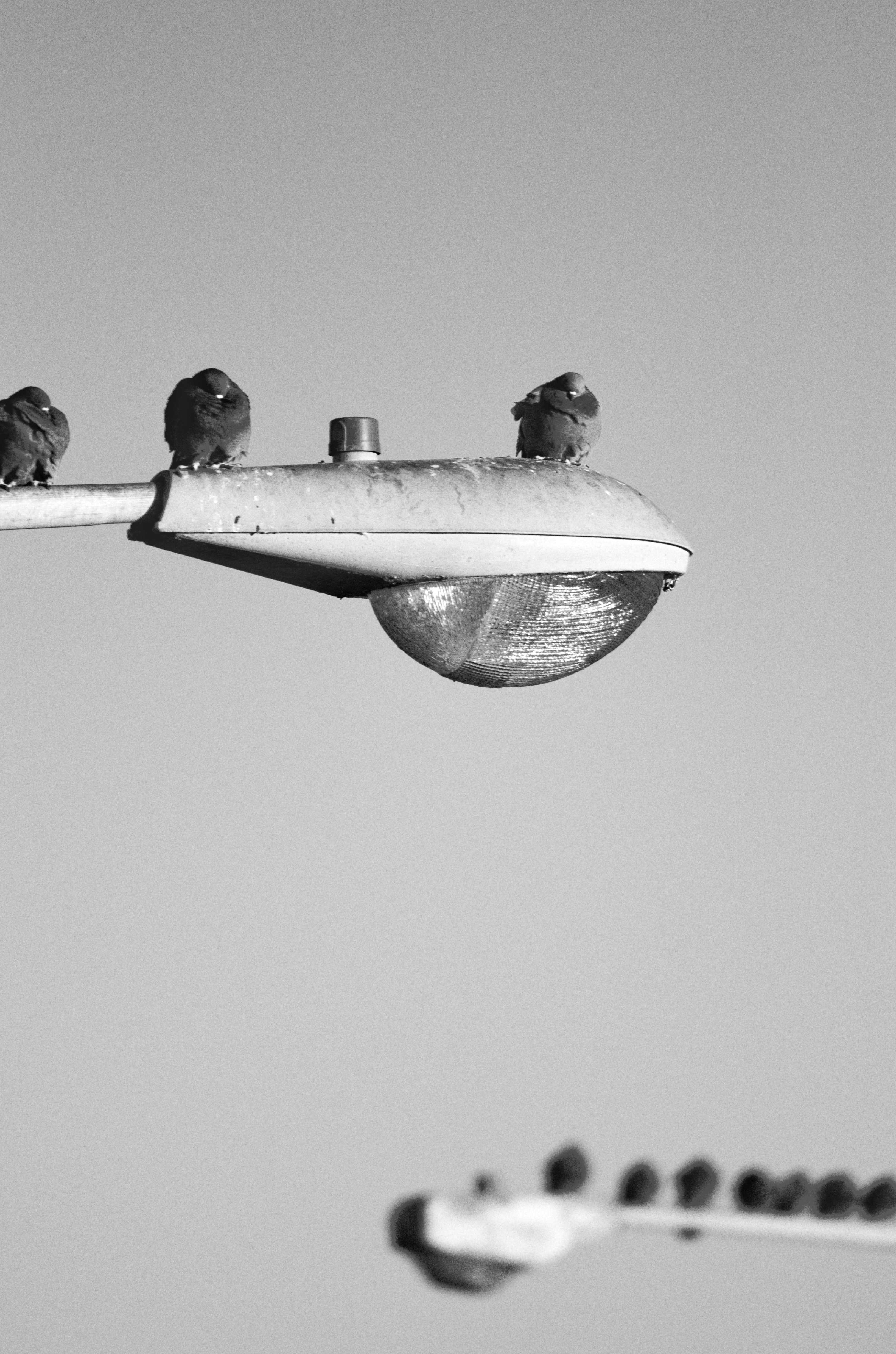 Perched silhouettes atop a streetlight against a stark sky