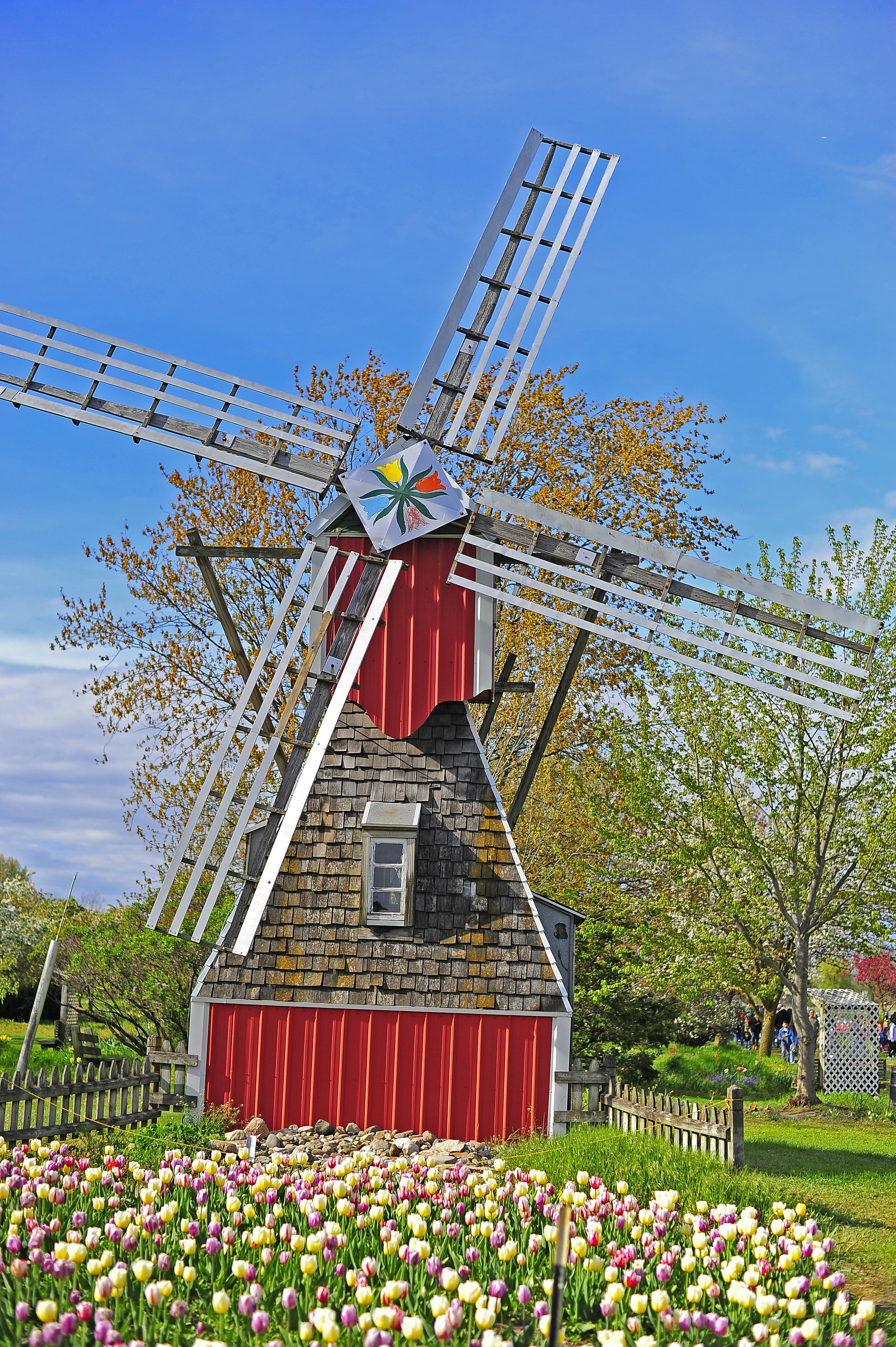 A charming windmill stands proudly beside a vibrant tulip garden, showcasing a blend of rustic architecture and colorful blooms.