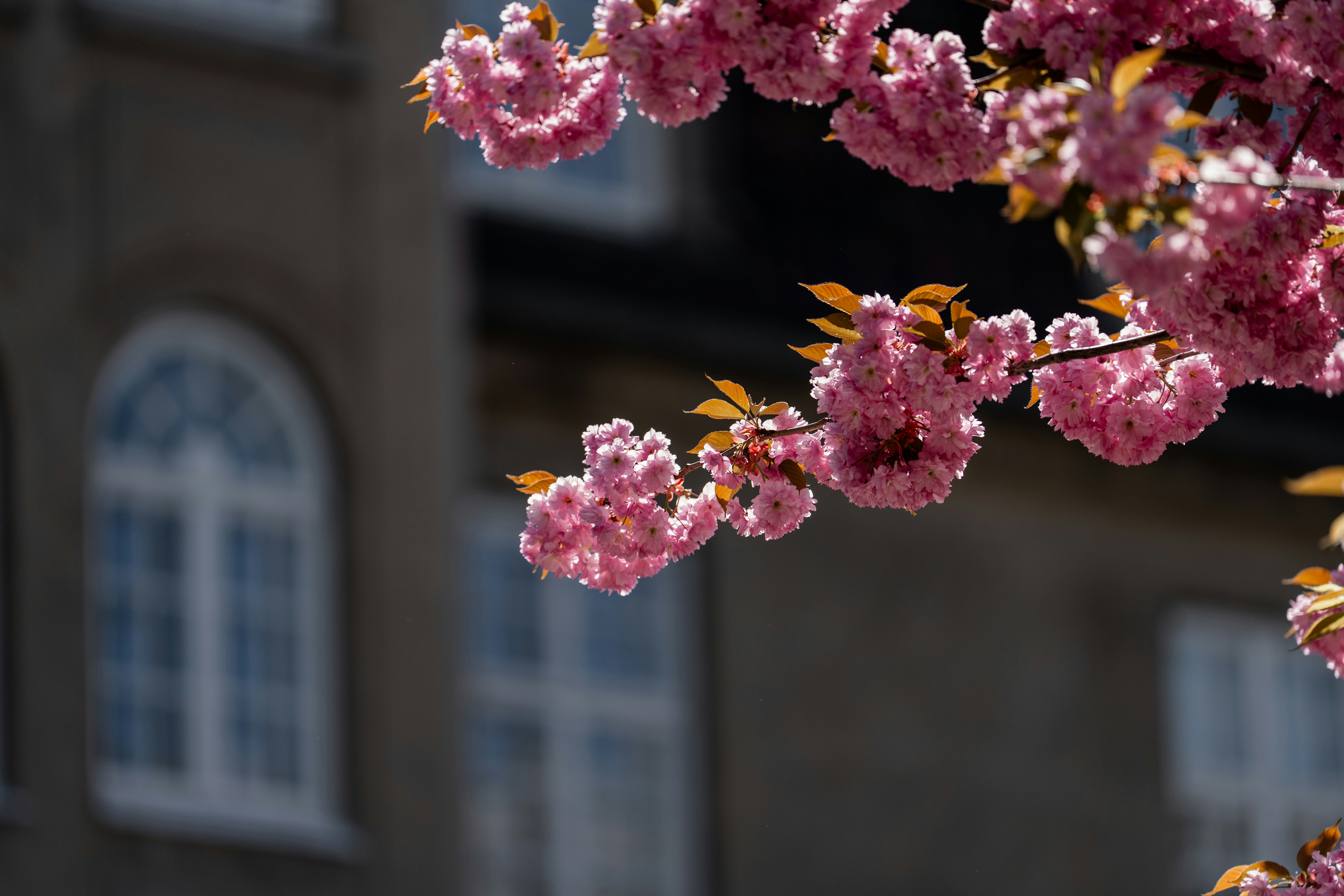 Petals Framing a Quiet Brick Facade