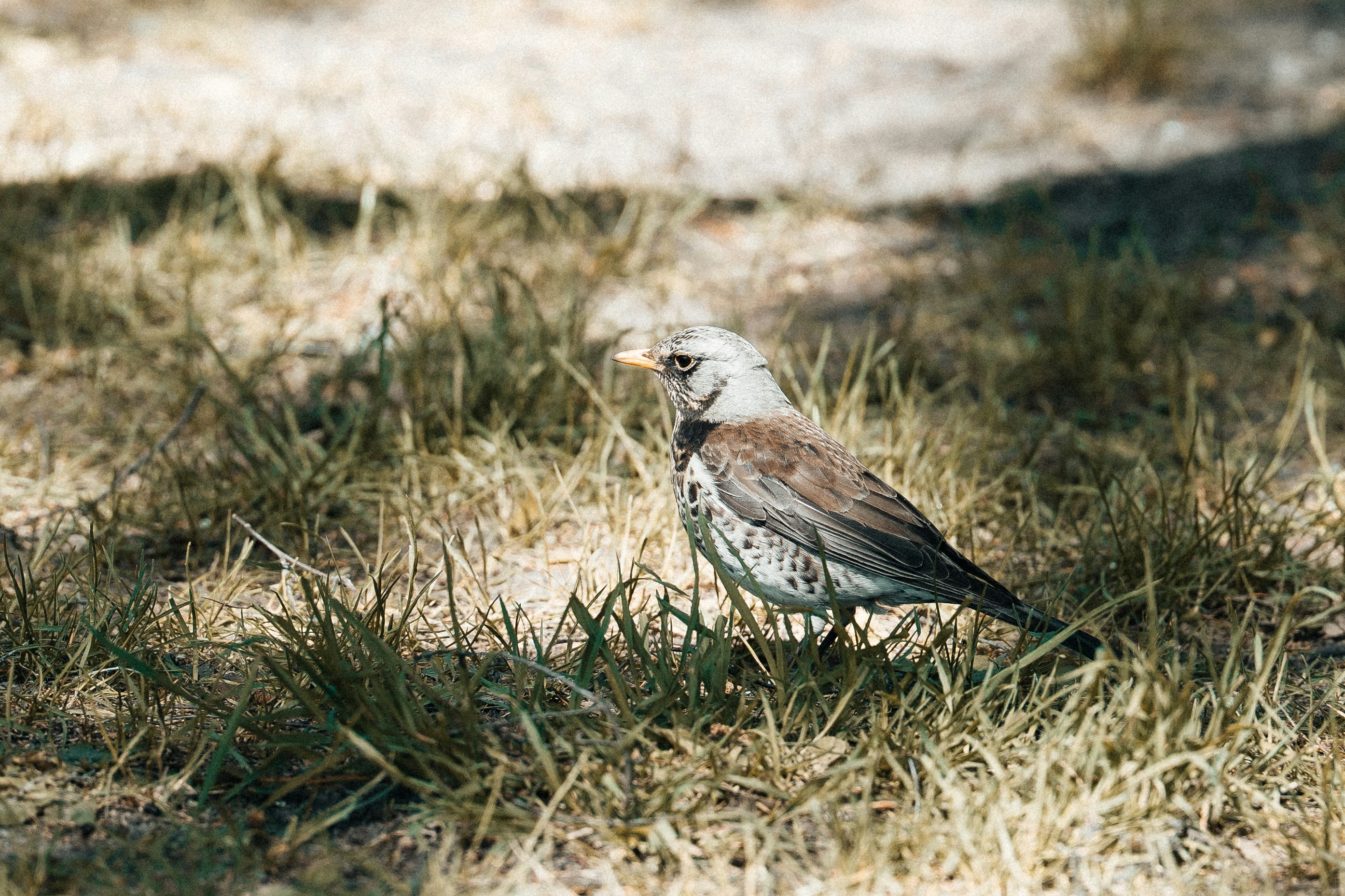 Photo by Tómas Rekstad with Sony Alpha 7 IV